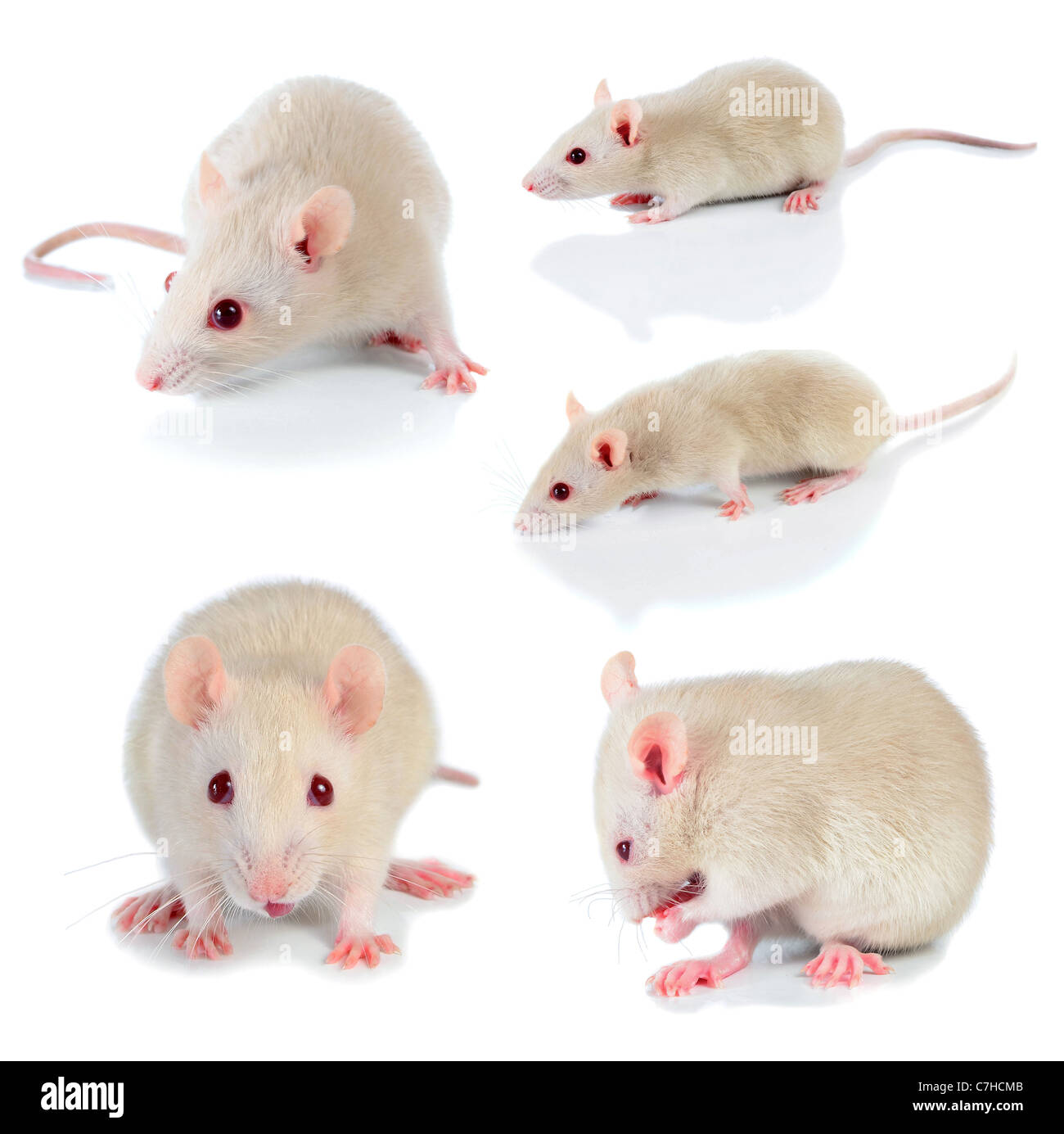 mouse isolated on white background Stock Photo - Alamy