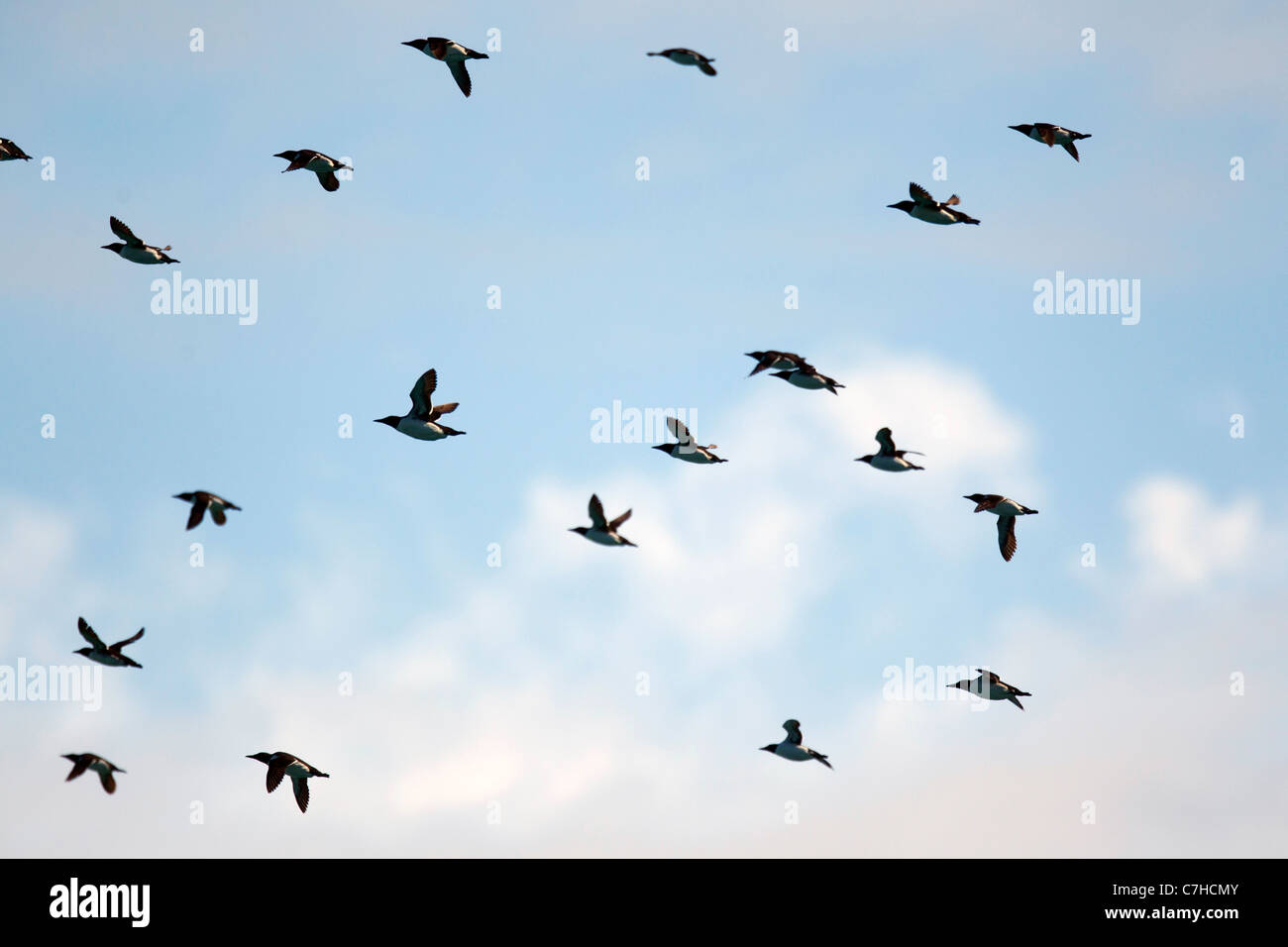 Flock Horned Puffins (Fratercula corniculata), Alaska Maritime National ...