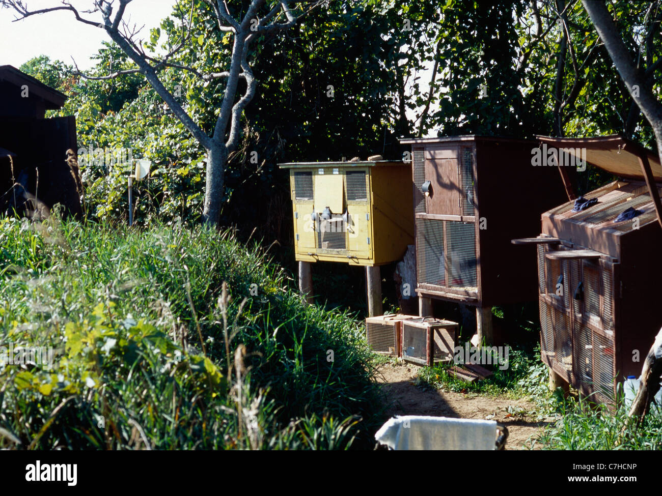 HAWK BANDING BAIT BIRDS IN CONTAINERS Stock Photo - Alamy