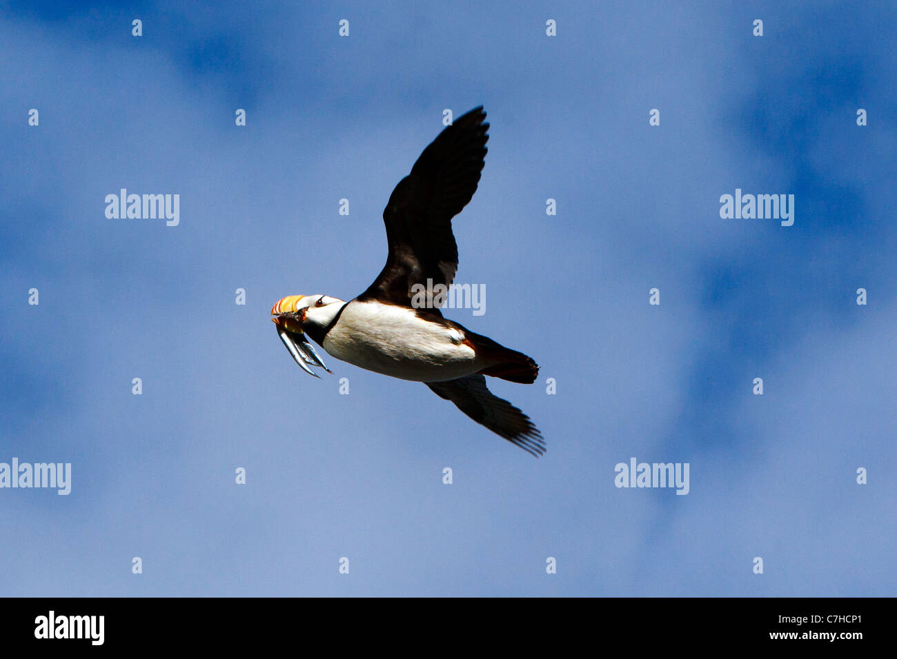 Horned Puffin (Fratercula corniculata) flying with needle fish, Alaska ...