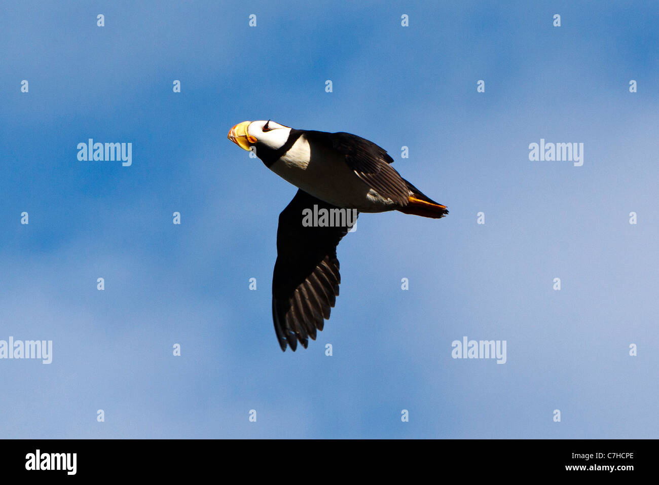 Horned Puffin (Fratercula corniculata) flying, Alaska Maritime National ...