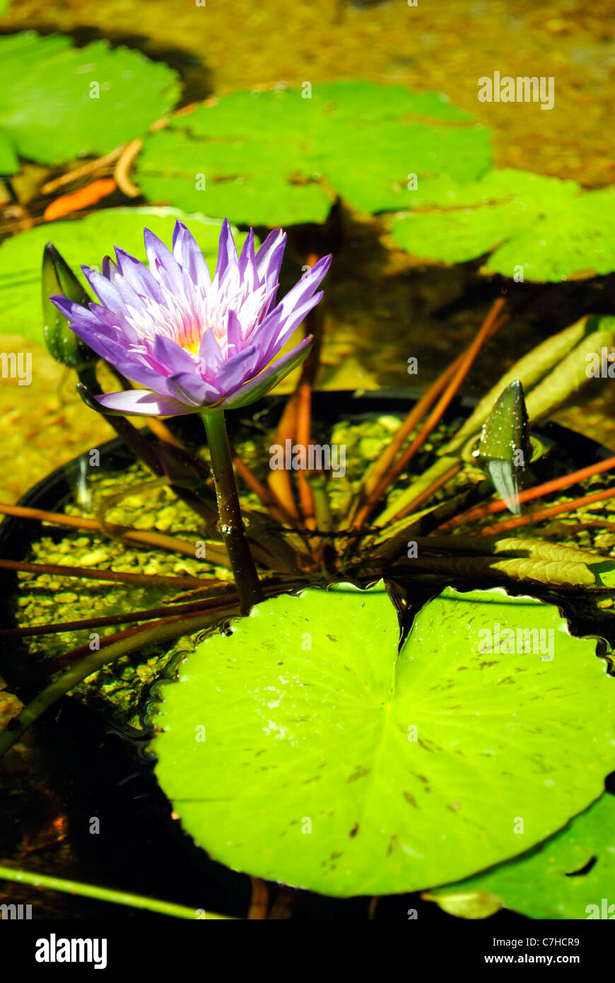 Water lily flower (Nymphaea colorata) in a pond Stock Photo - Alamy