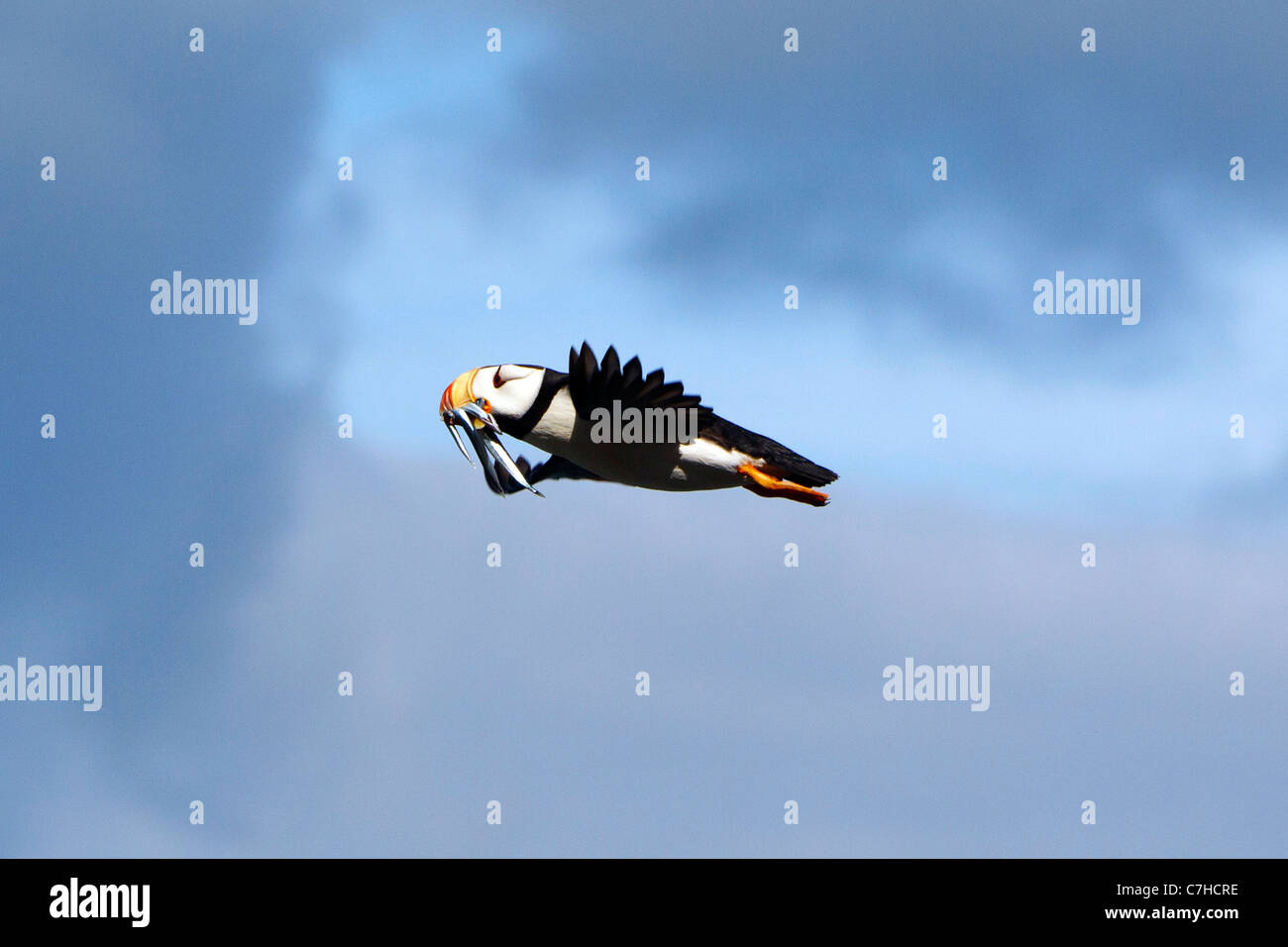 Needle fish hi-res stock photography and images - Alamy