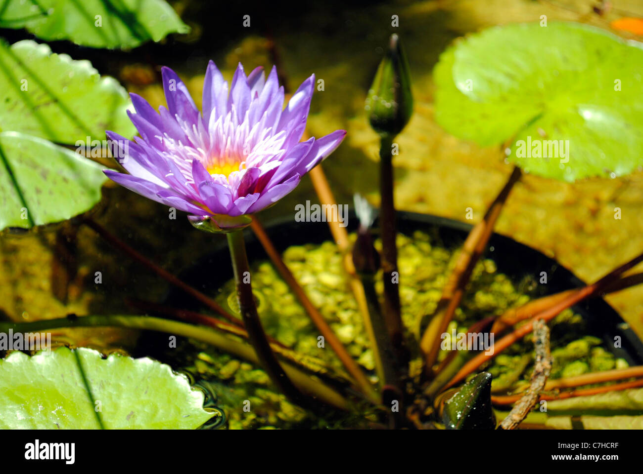 Water lily flower (Nymphaea colorata) in a pond Stock Photo - Alamy
