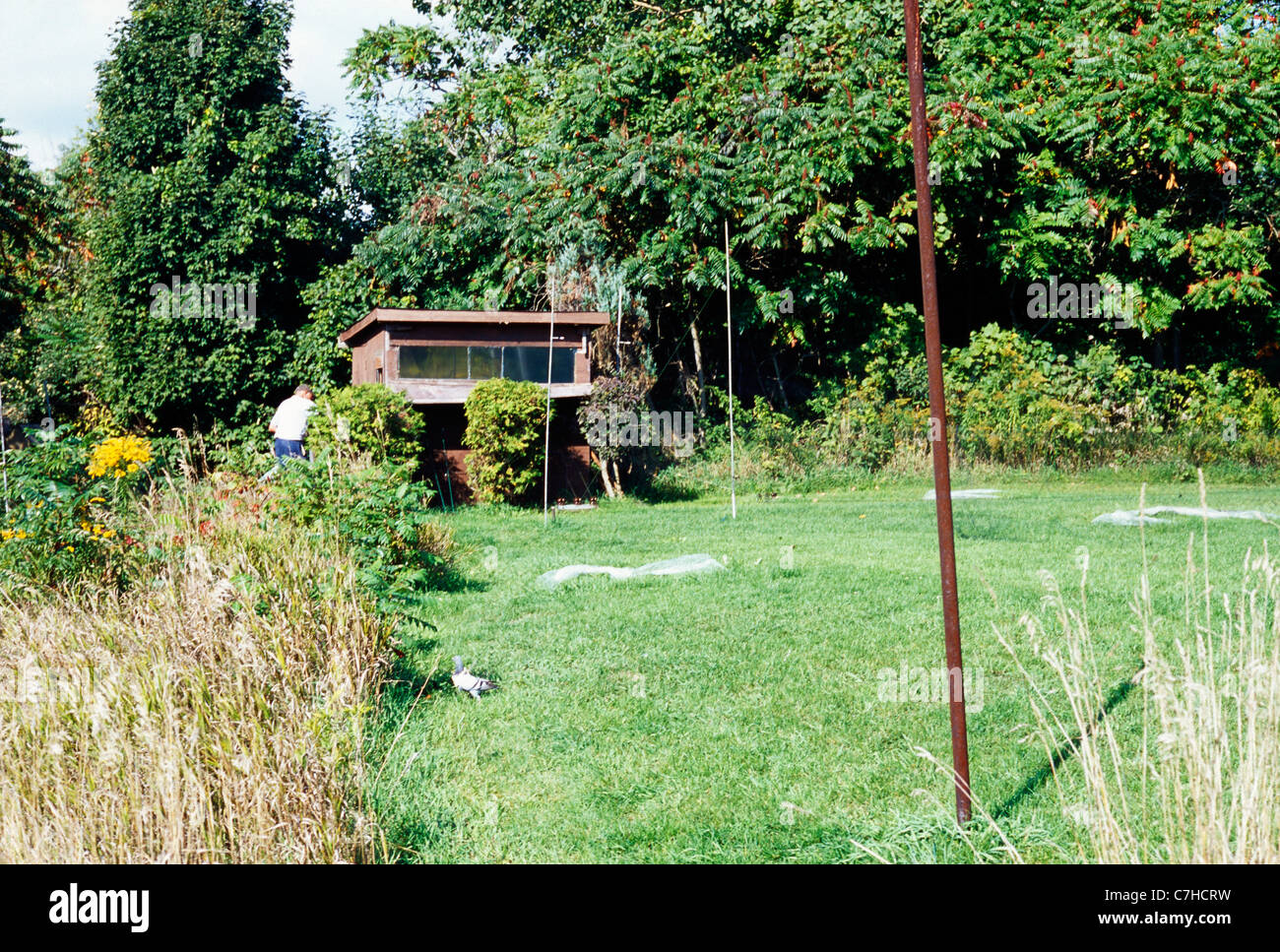 HAWK BANDING BAIT BIRD AT EDGE OF TRAP AREA Stock Photo - Alamy