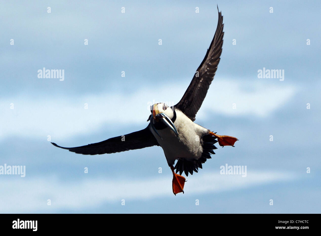 Horned Puffin (Fratercula corniculata) flying with needle fish, Alaska ...