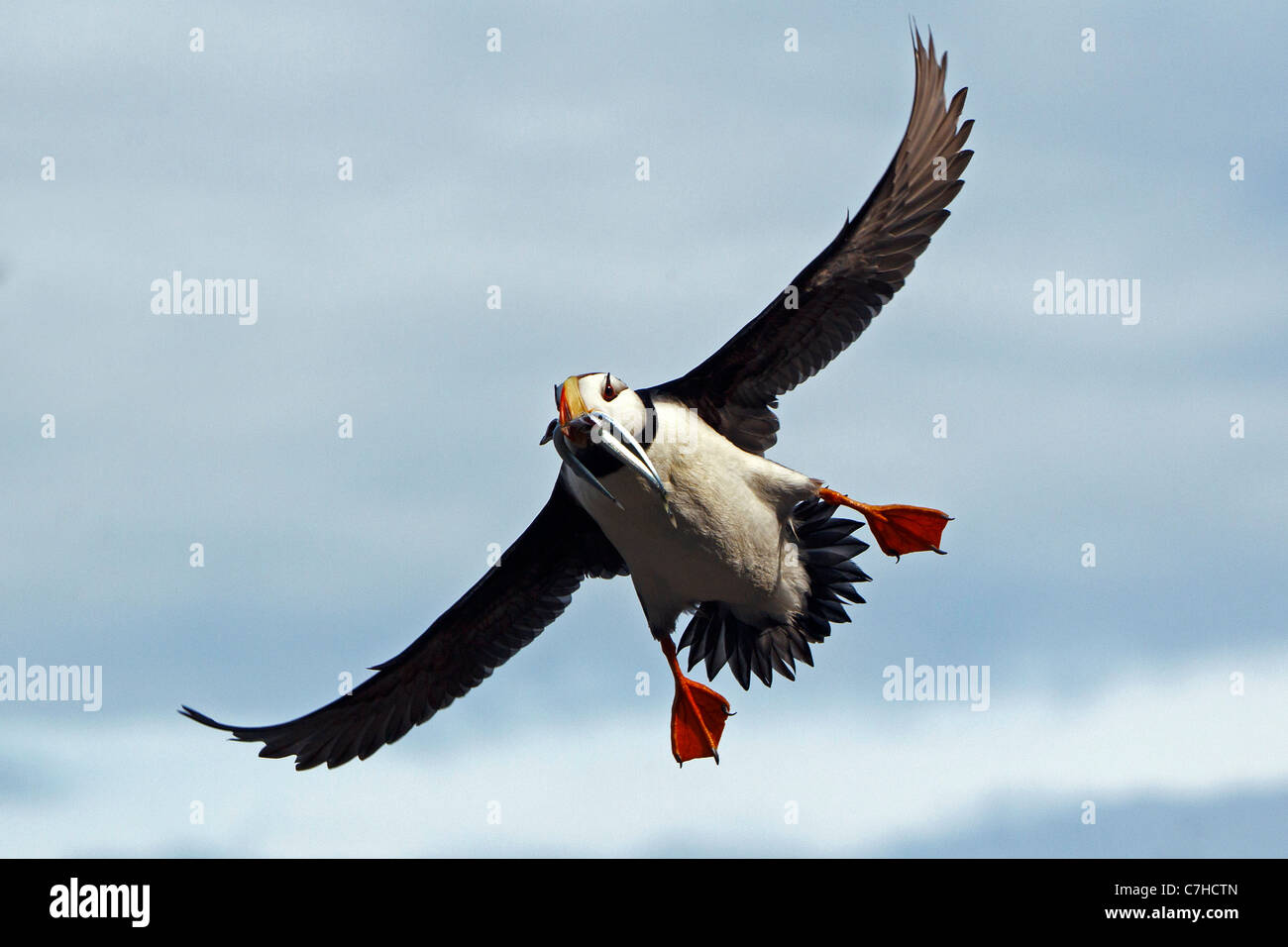 Horned Puffin (Fratercula corniculata) flying with needle fish, Alaska ...