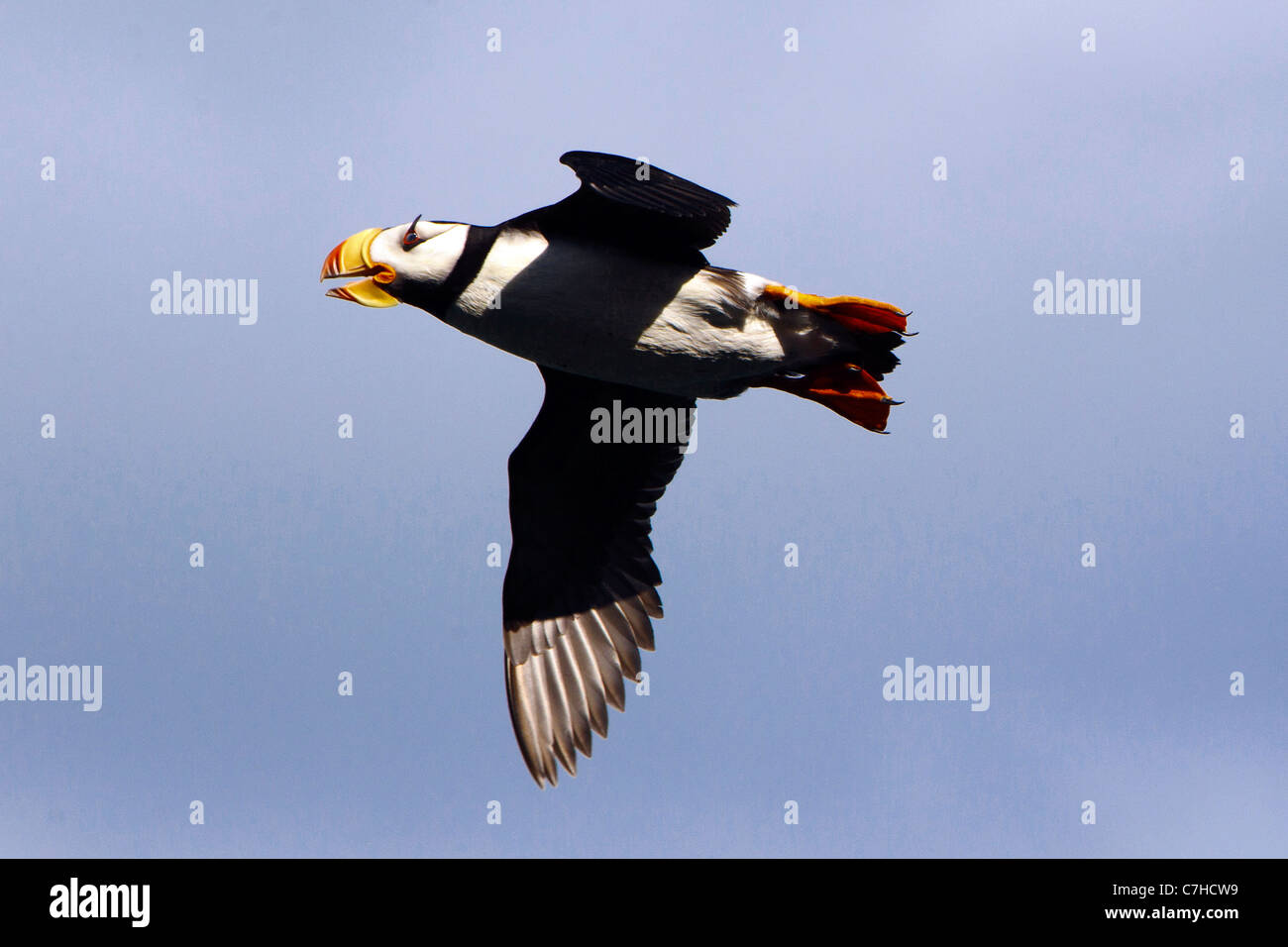 Horned Puffin (Fratercula corniculata) flying, Alaska Maritime National ...
