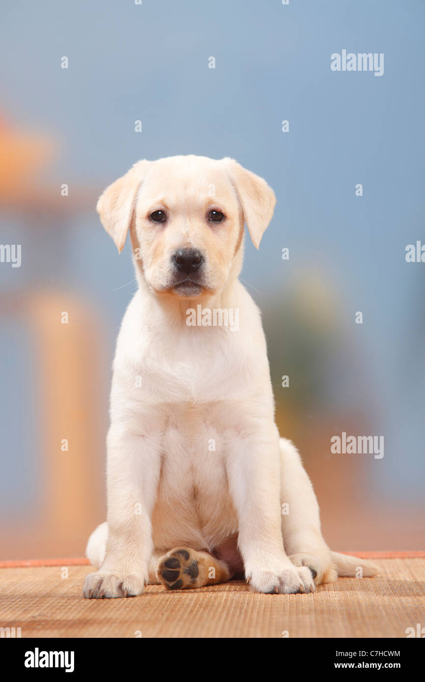 Labrador Retriever, puppy, 9 weeks Stock Photo - Alamy
