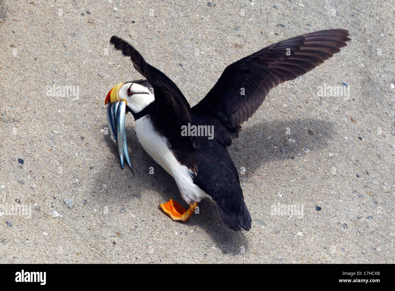 Horned Puffin (Fratercula corniculata) with needle fish on rock, Alaska ...
