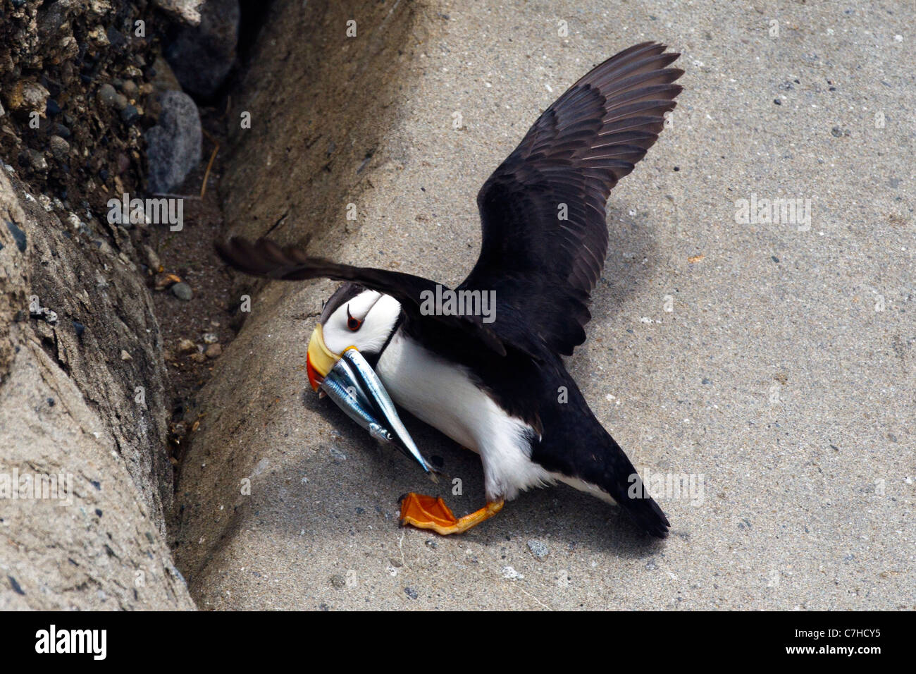 Horned Puffin (Fratercula corniculata) with needle fish on rock, Alaska ...