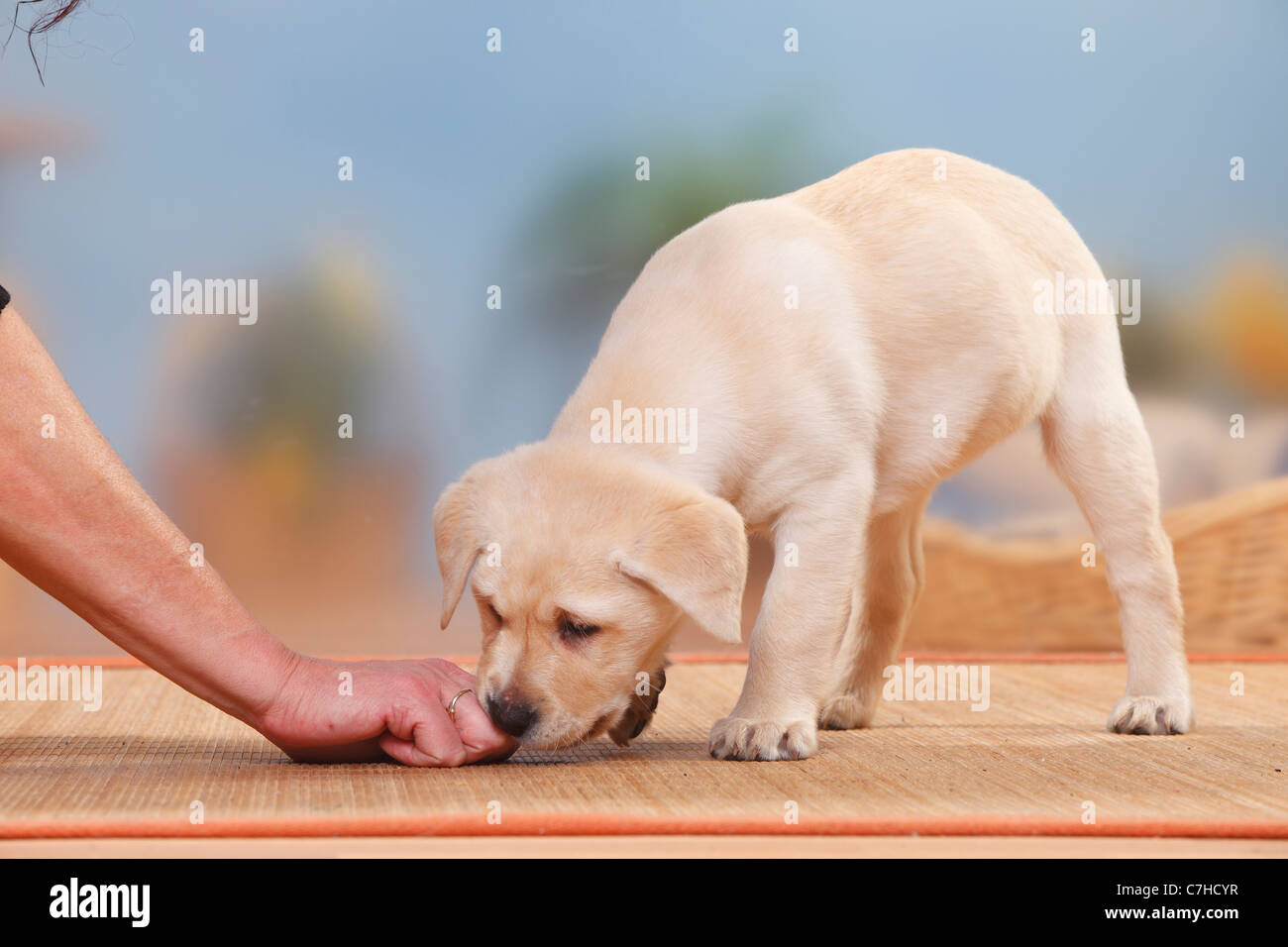 Domestic dog sniffing hand hi-res stock photography and images - Alamy