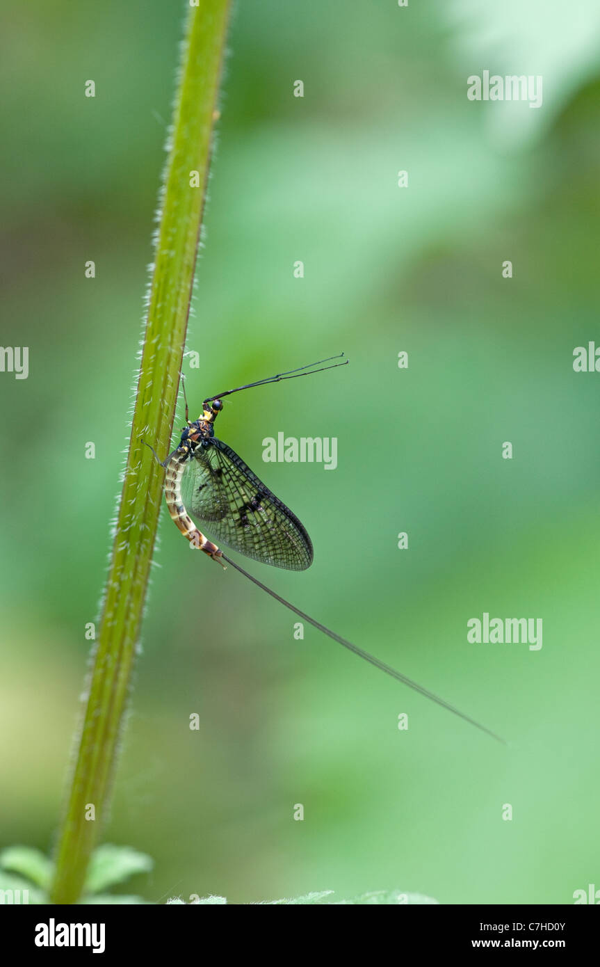 Mayfly: Ephemera danica. Surrey, England Stock Photo - Alamy