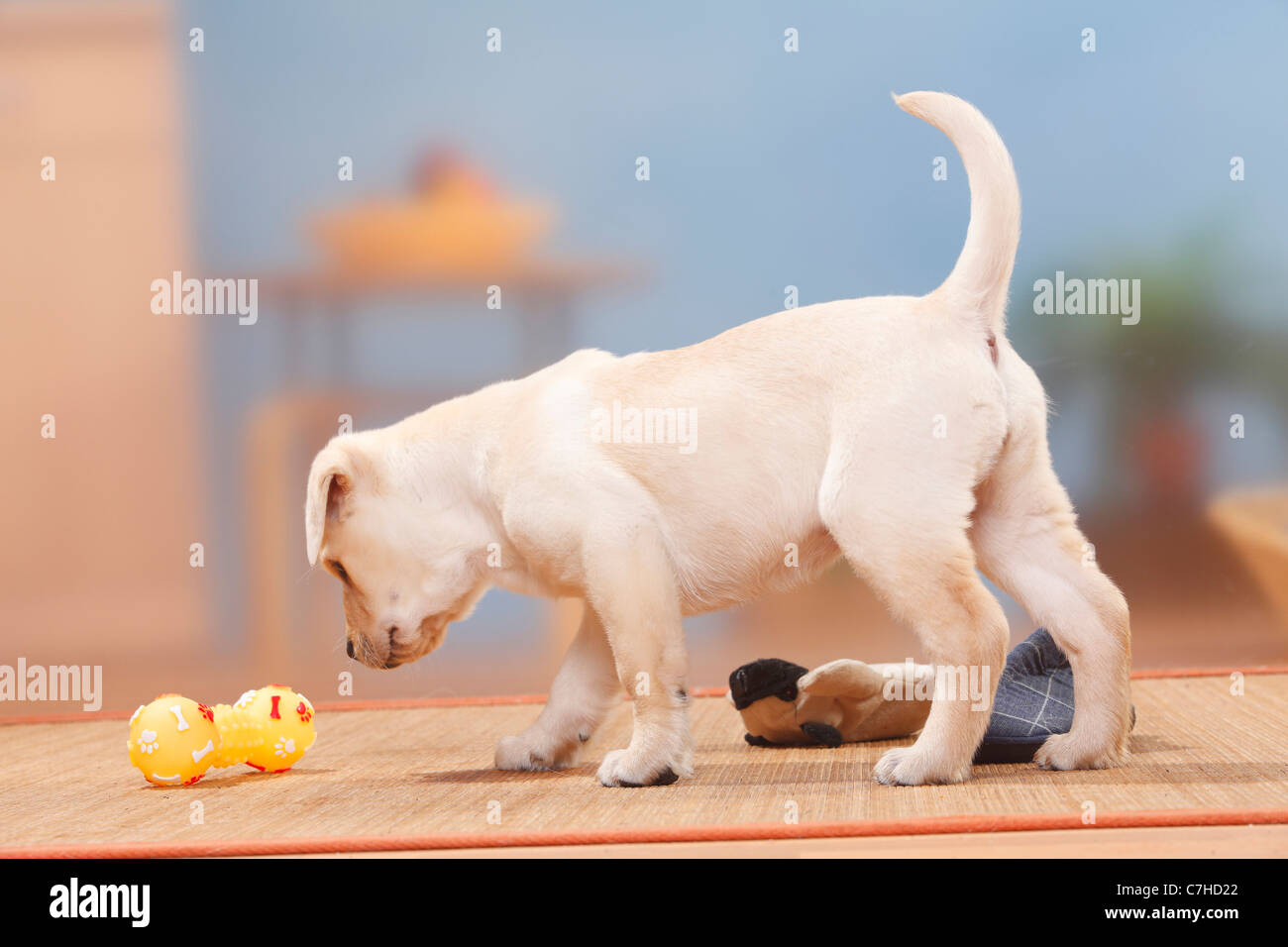 9 weeks toy hi-res stock photography and images - Alamy