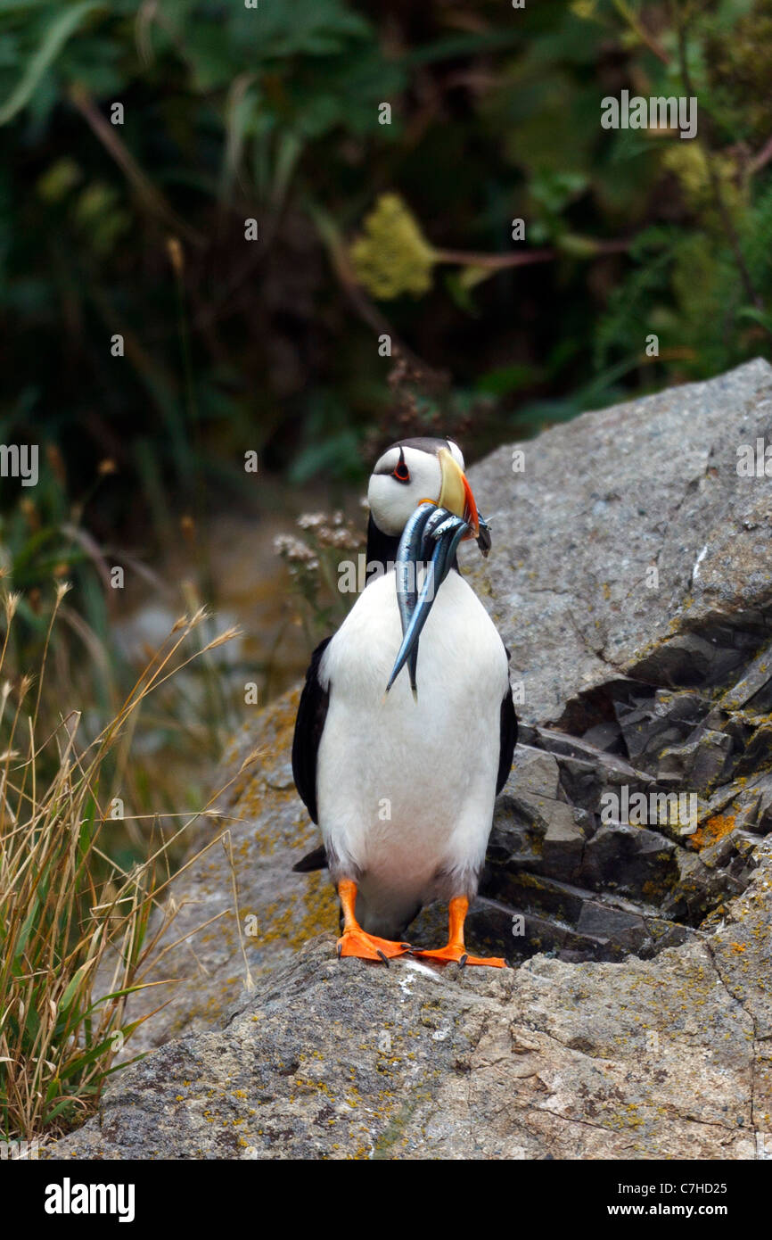 Horned Puffin (Fratercula corniculata) with needle fish on rock, Alaska ...