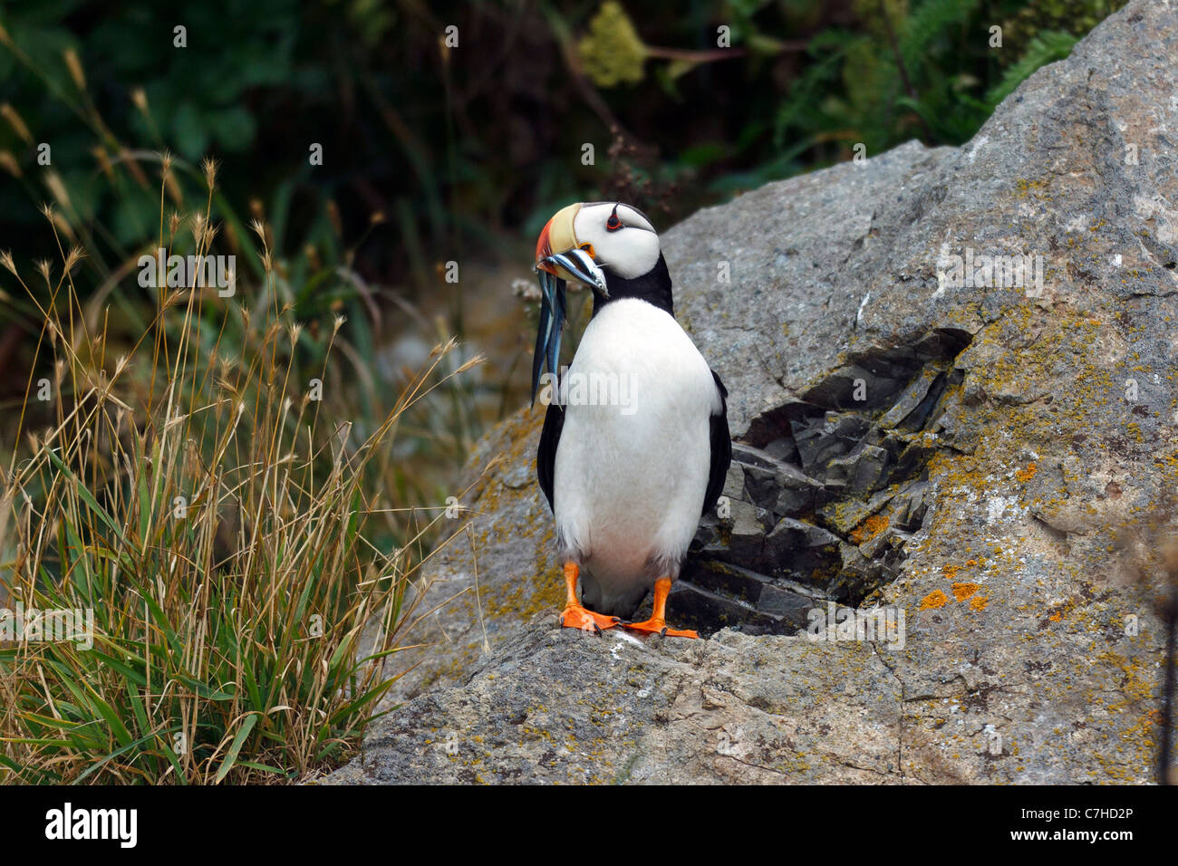 Horned Puffin (Fratercula corniculata) with needle fish on rock, Alaska ...