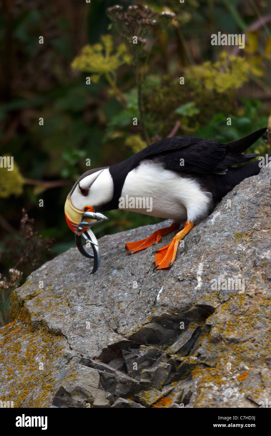 Horned Puffin (Fratercula corniculata) with needle fish on rock, Alaska ...