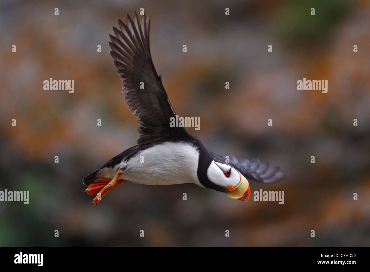 Horned Puffin (Fratercula corniculata) flying, Alaska Maritime National ...