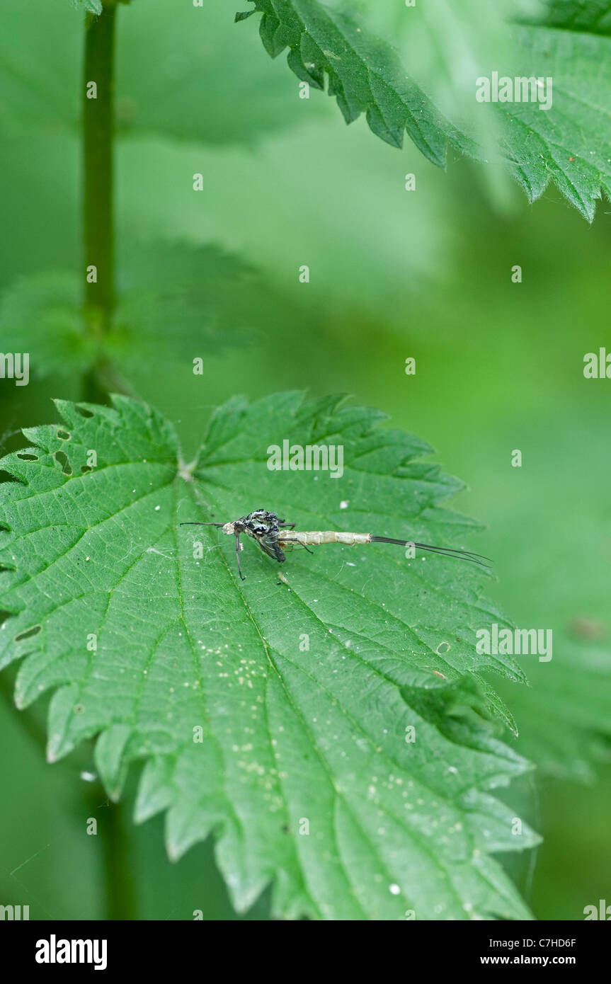 Mayfly: Ephemera danica. Cast skin of subimago (dun Stock Photo - Alamy