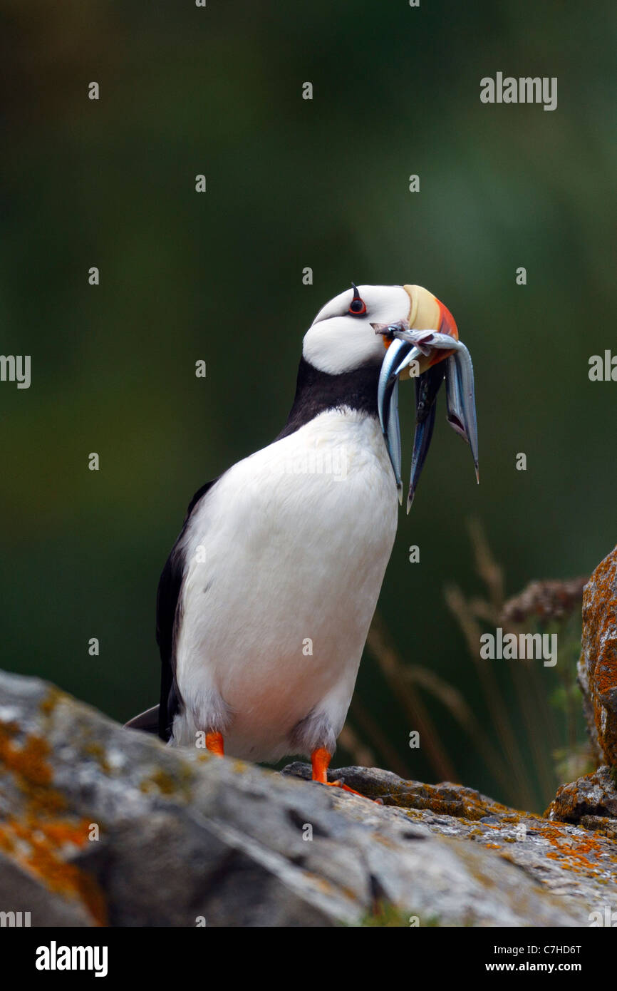 Horned Puffin (Fratercula corniculata) with needle fish on rock, Alaska ...