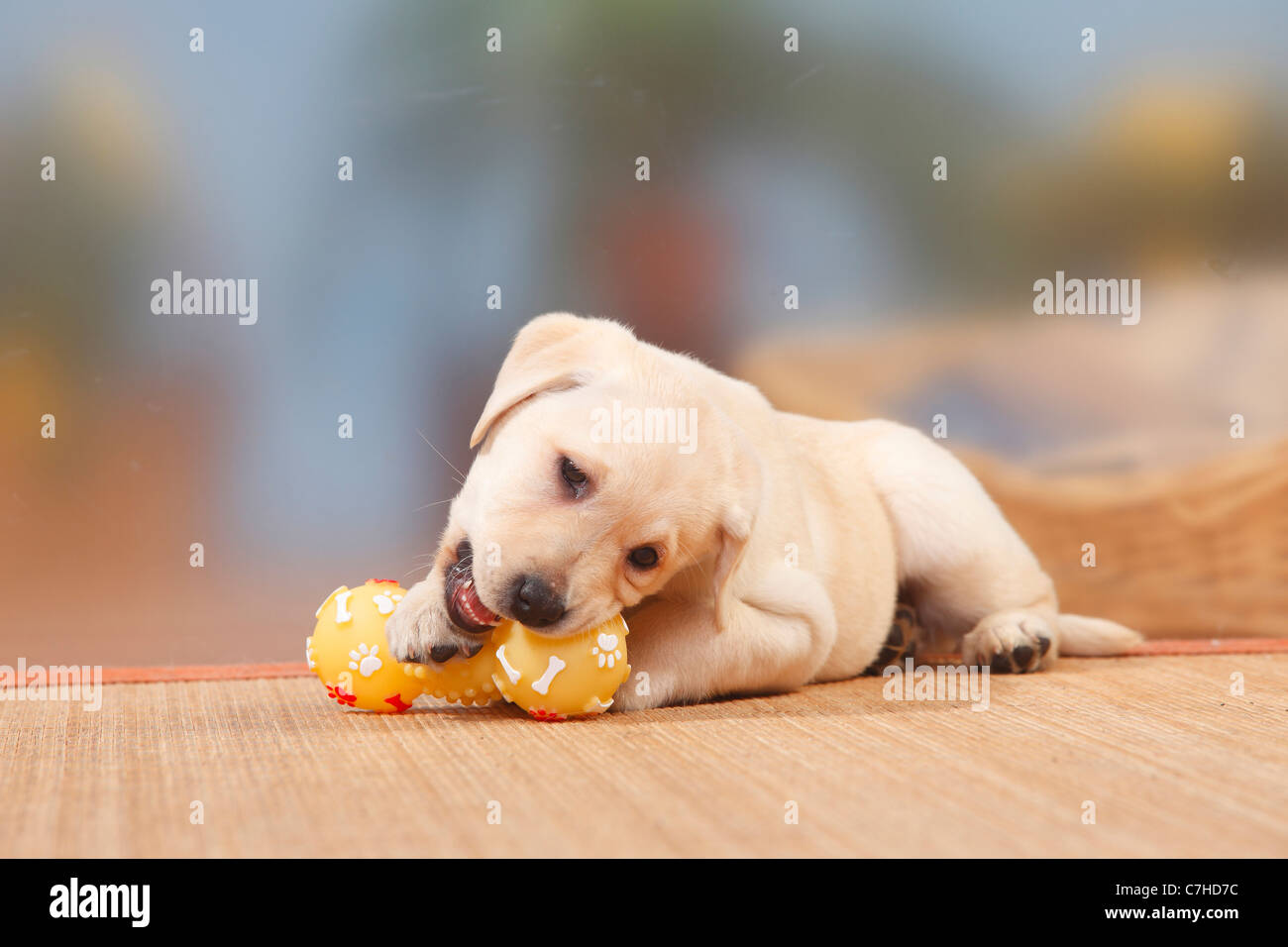 9 weeks toy hi-res stock photography and images - Alamy