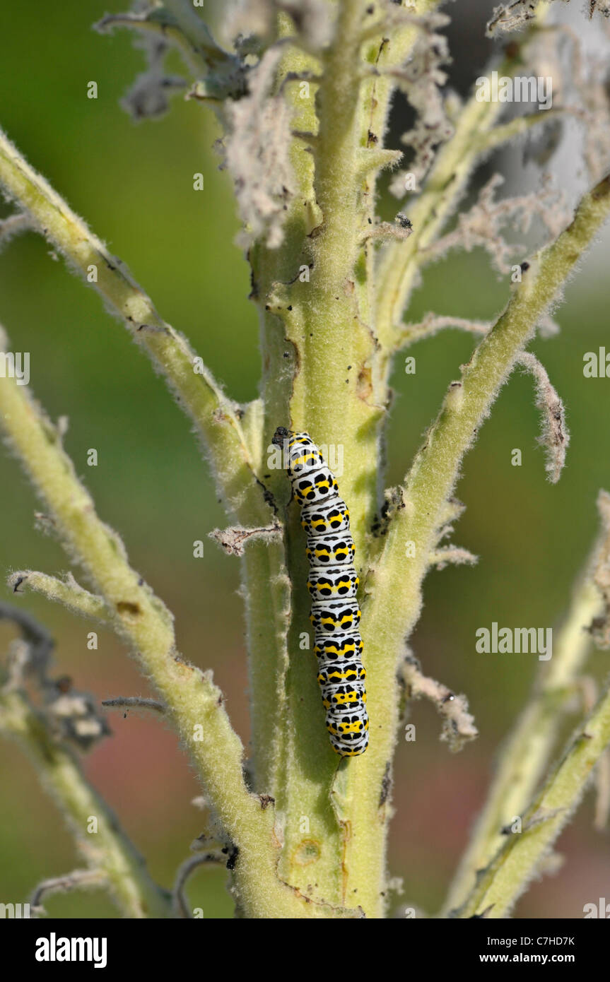 Caterpillar of mullein moth hi-res stock photography and images - Alamy