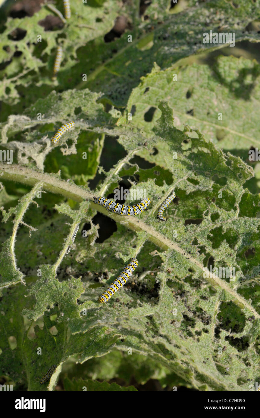 Garden moth caterpillar hi-res stock photography and images - Alamy