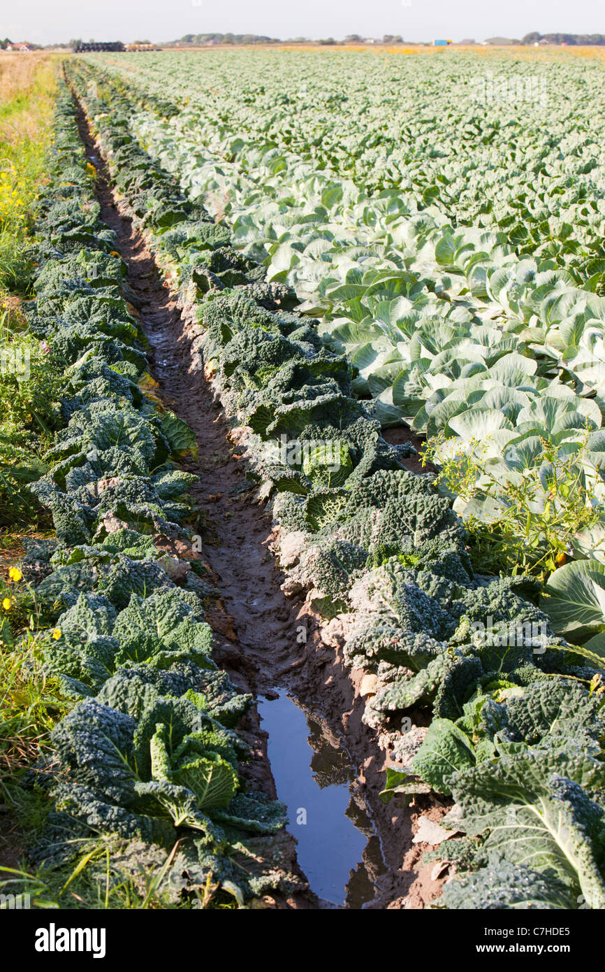 Mosslands hi-res stock photography and images - Alamy