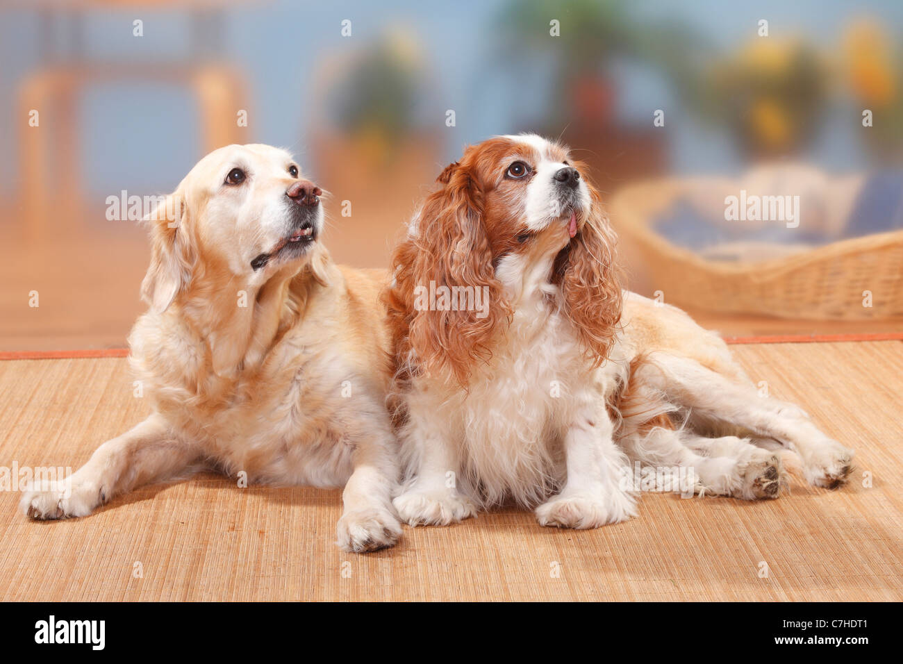 Cavalier King Charles Spaniel Golden Retriever Mix