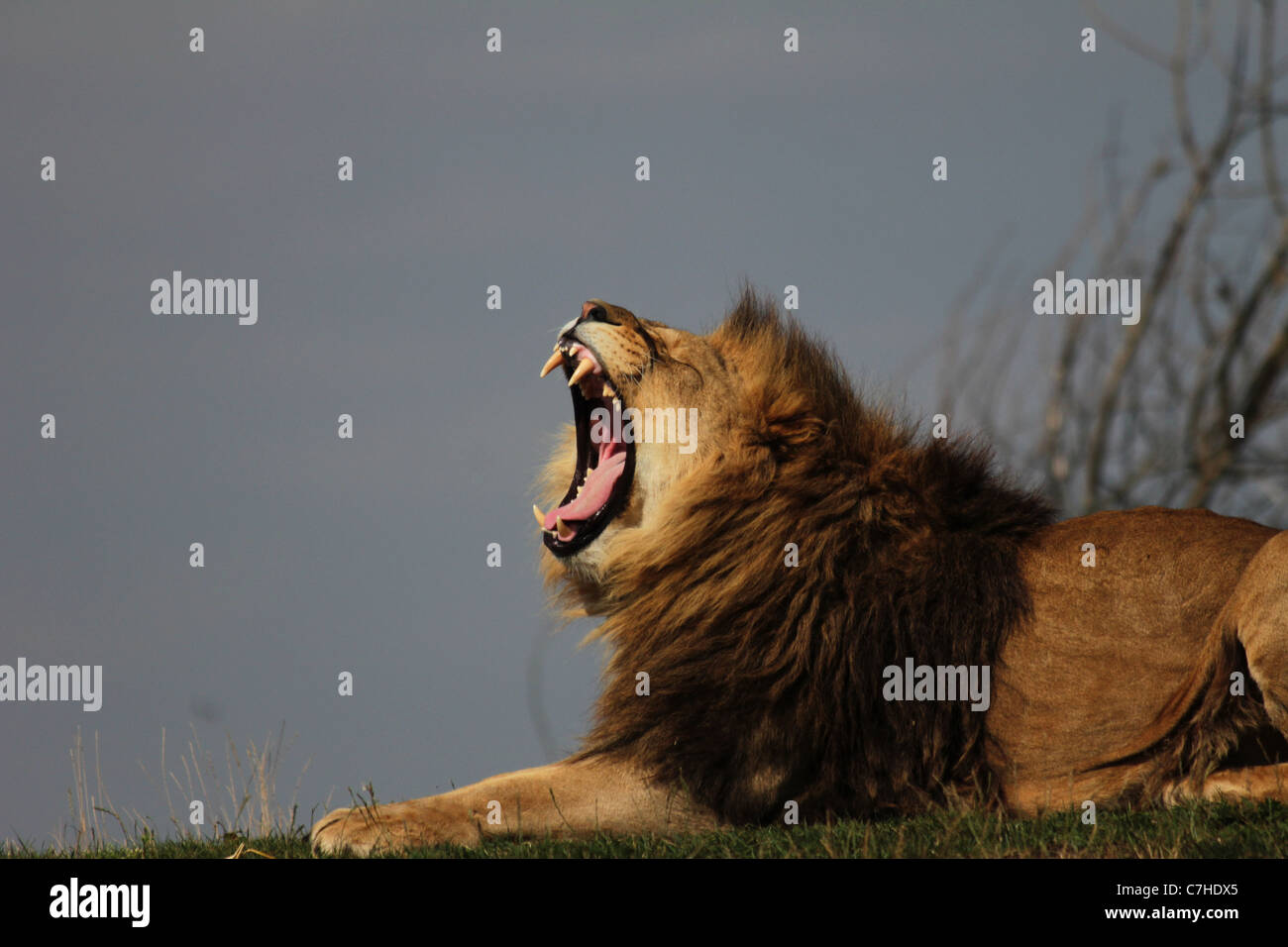 Daniel in the lions den hi-res stock photography and images - Alamy