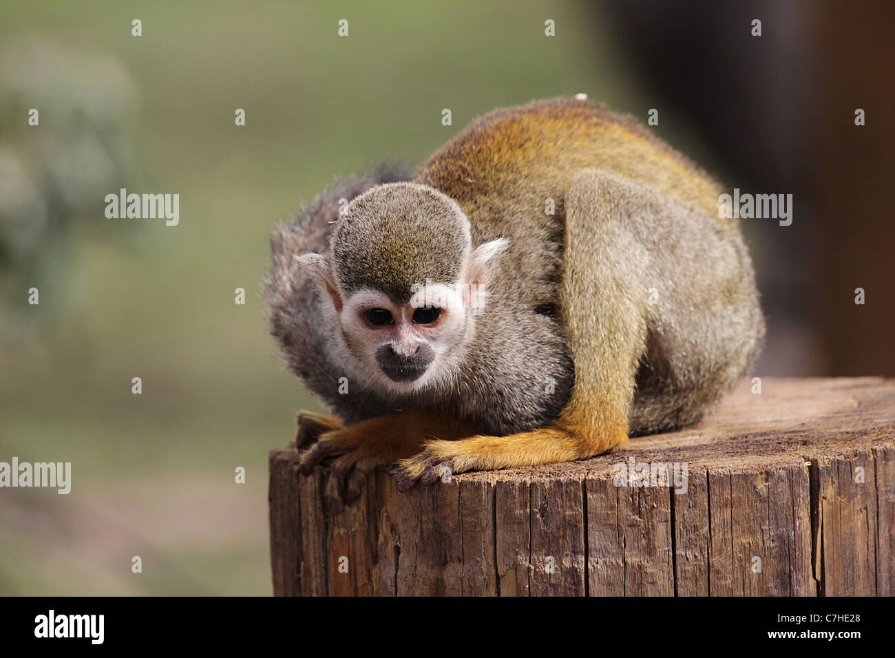 Doodshoofdaapjes hi-res stock photography and images - Alamy