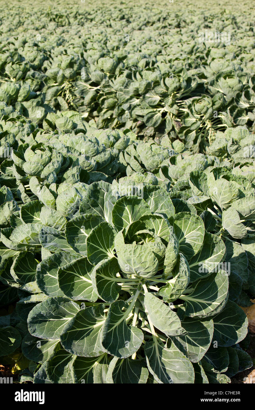 Brussel sprouts field uk hi-res stock photography and images - Alamy