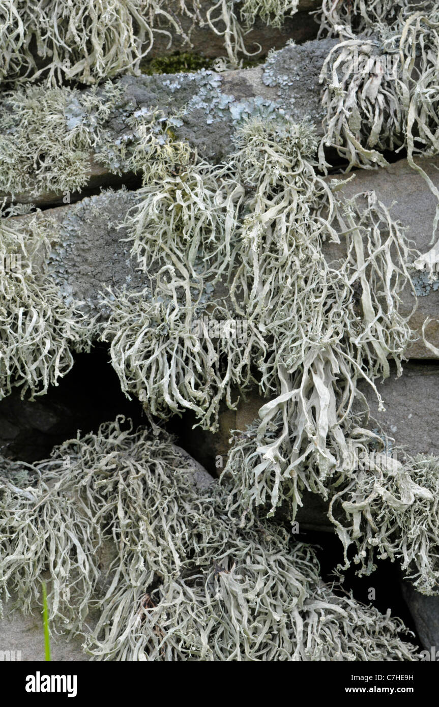 Sea ivory ramalina siliquosa hi-res stock photography and images - Alamy