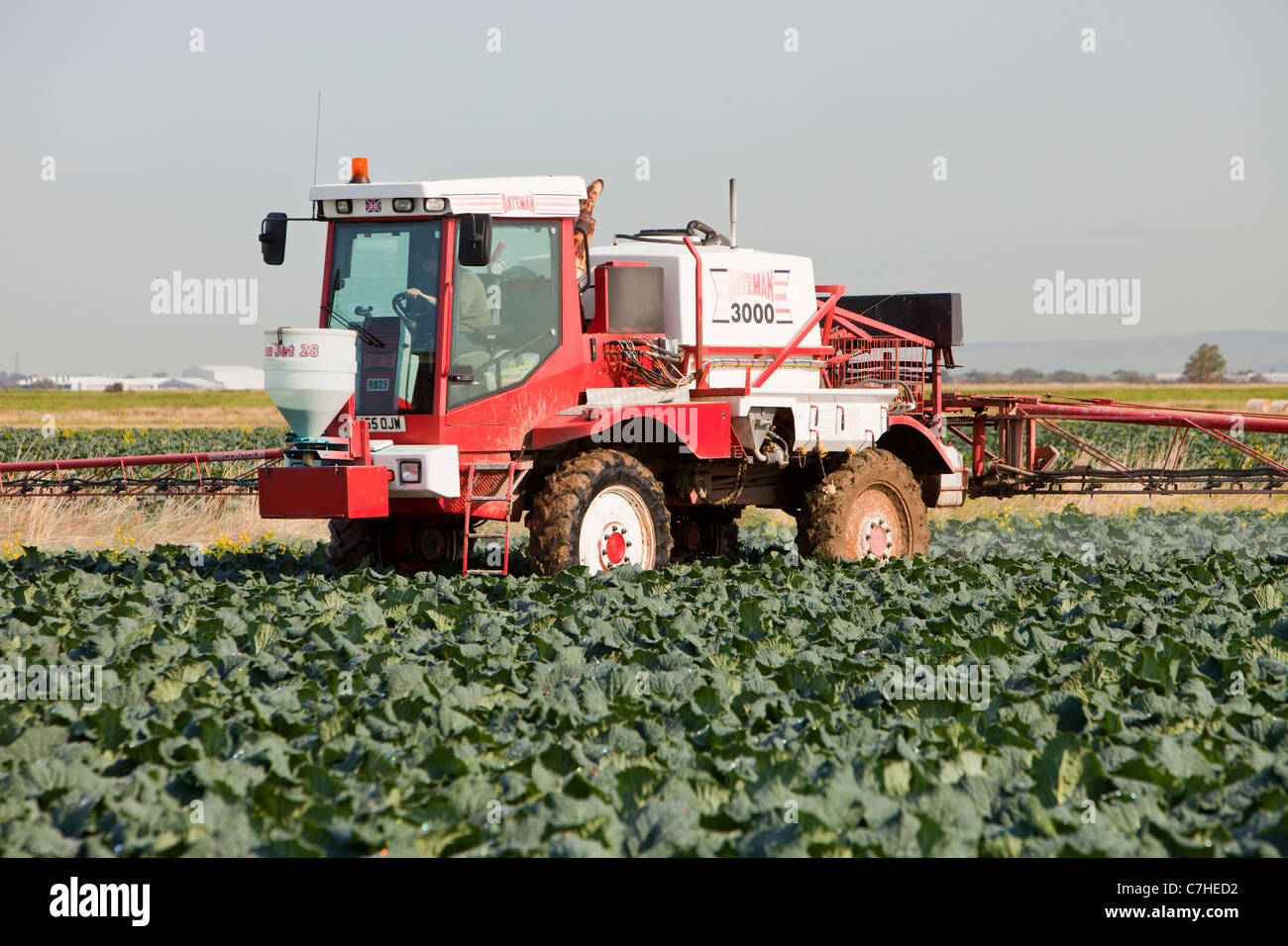 A farmer spraying his cabbages with Pesticide, Banks, Southport, UK ...