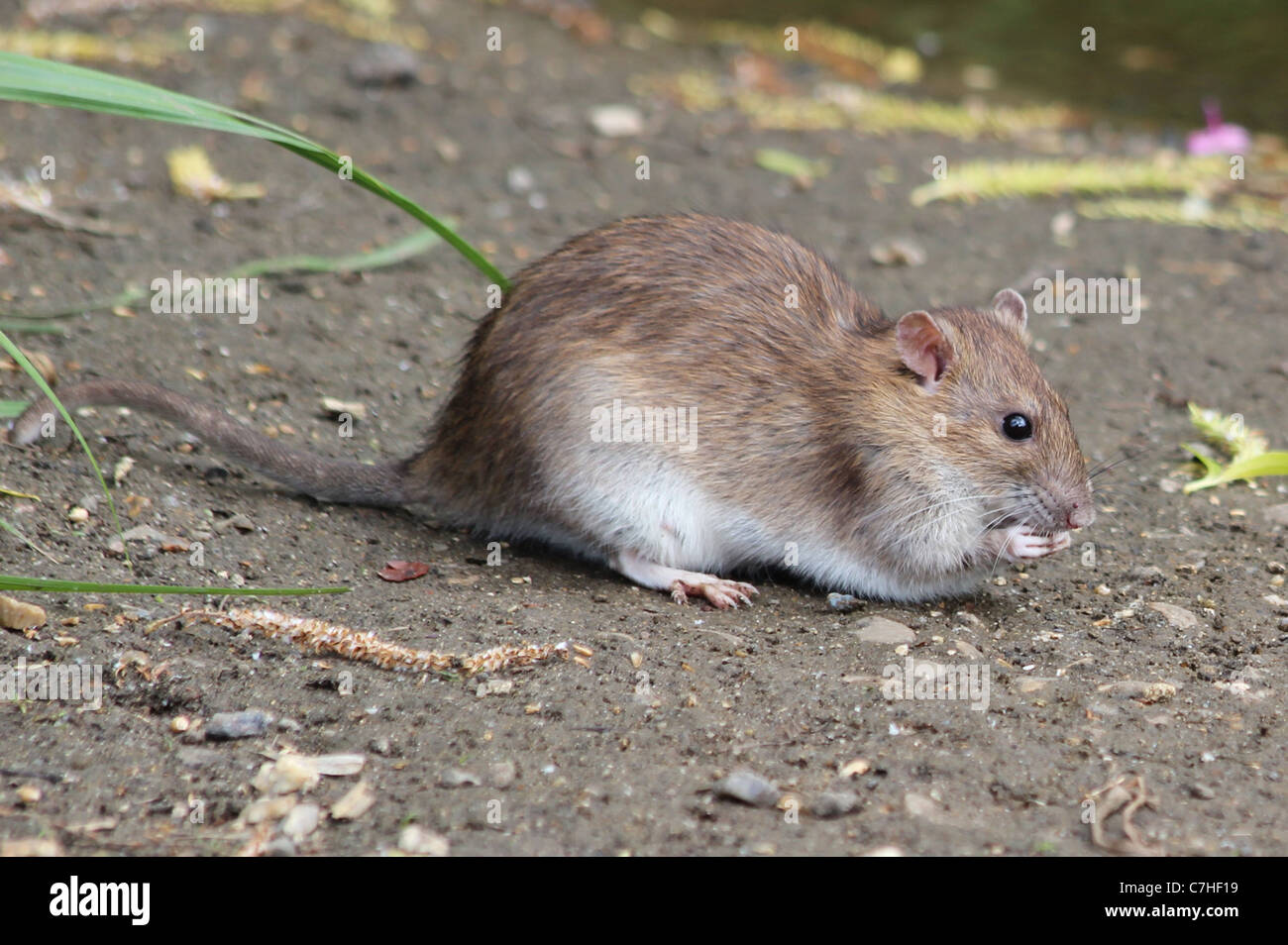 Rat eating by a pond Stock Photo - Alamy