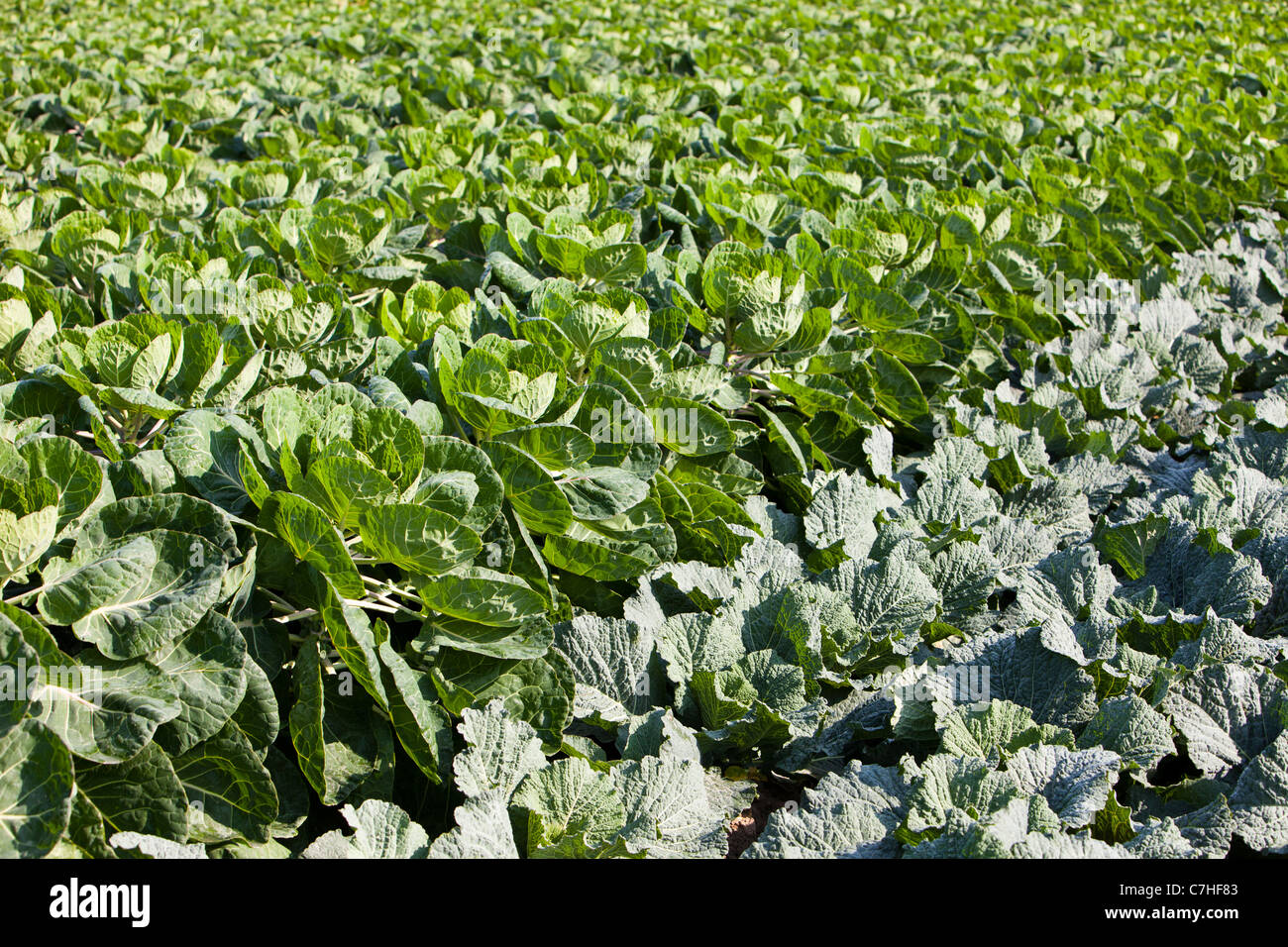 Cabbage growing on a farm on the Lancashire mosslands near Banks on the ...