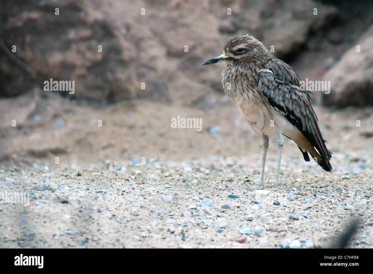 Rock curlew hi-res stock photography and images - Alamy