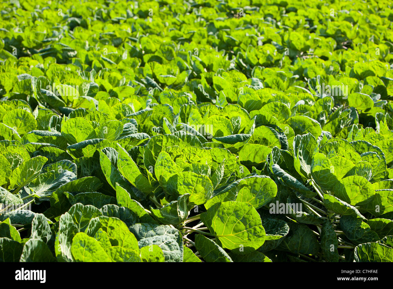 Cabbage growing on a farm on the Lancashire mosslands near Banks on the ...