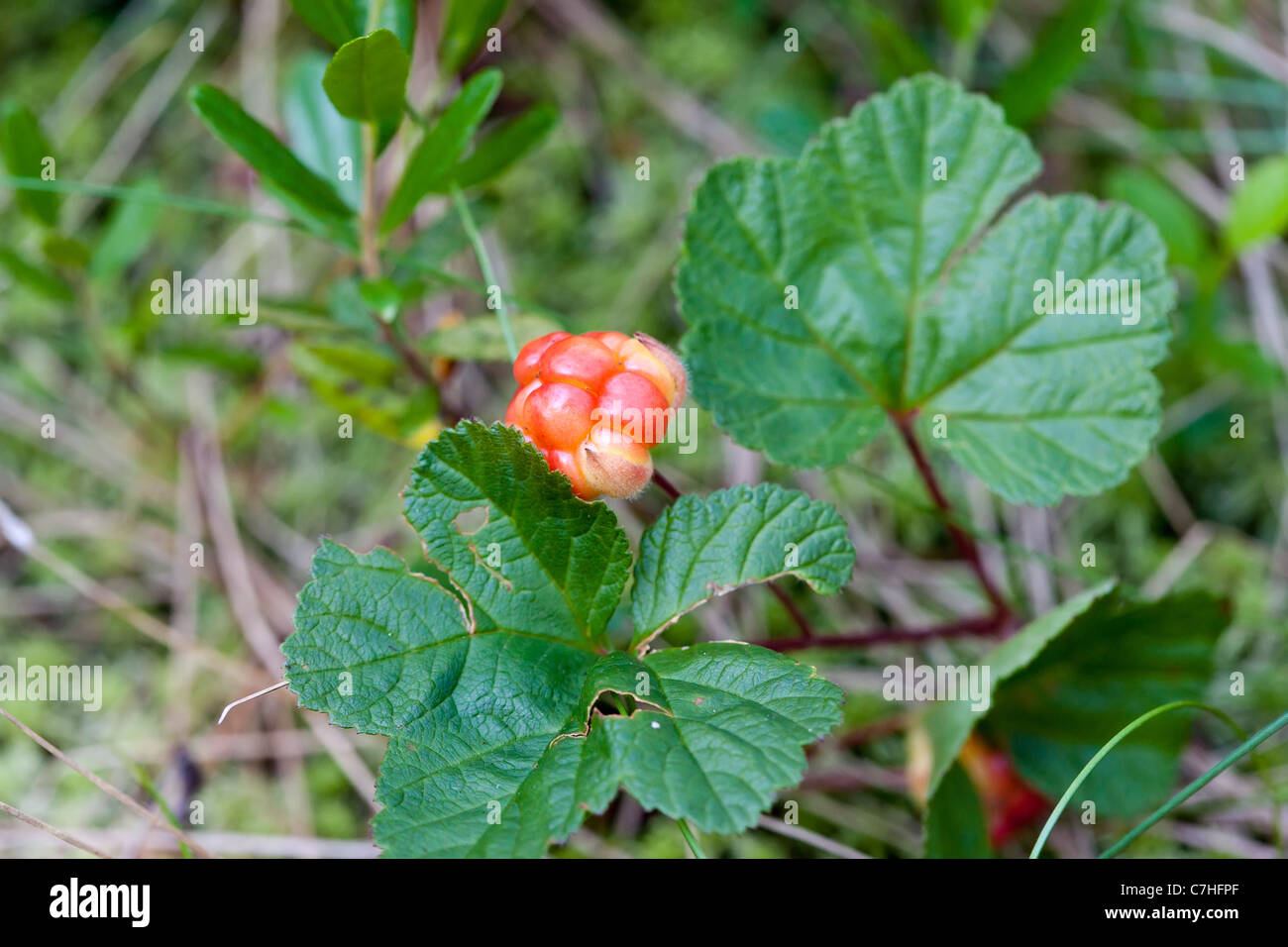 Cloudberry closeup in summer. Fresh wild fruit Stock Photo - Alamy
