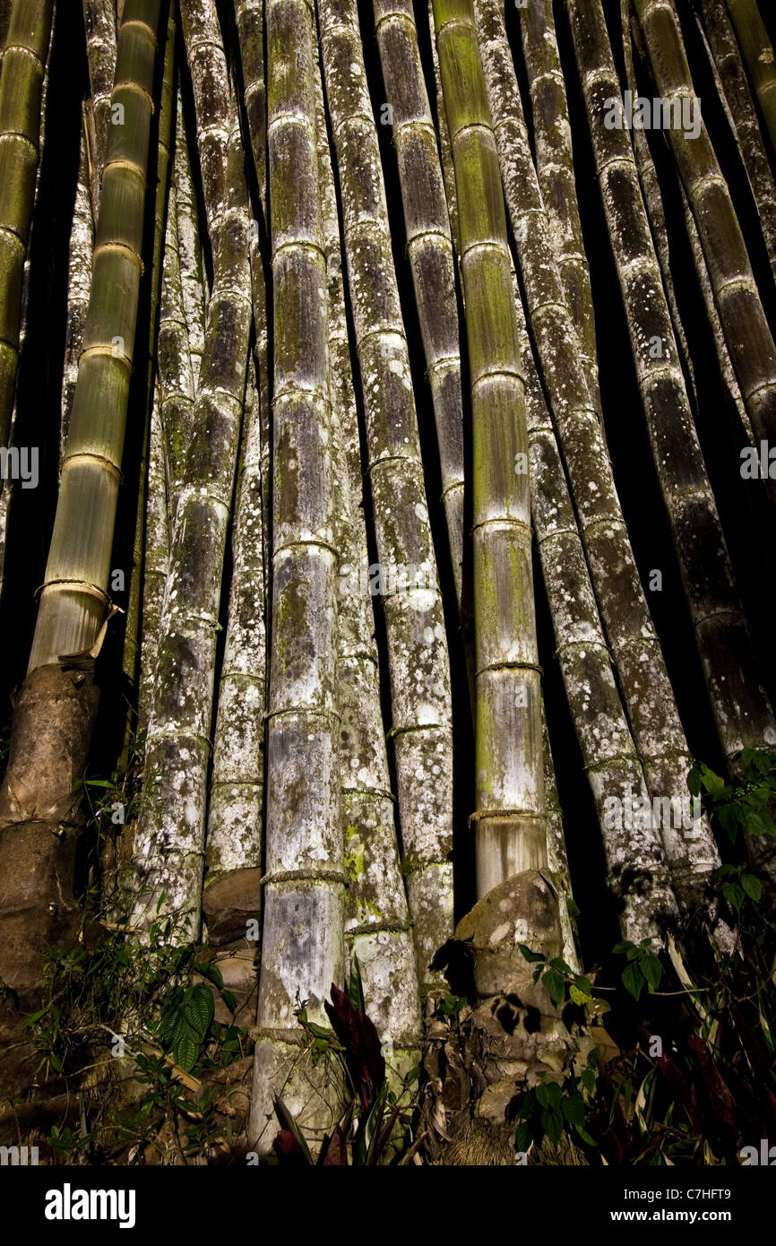 Bamboo at Norwood Bungalow, Sri Lanka - Tea Plantations Stock Photo - Alamy