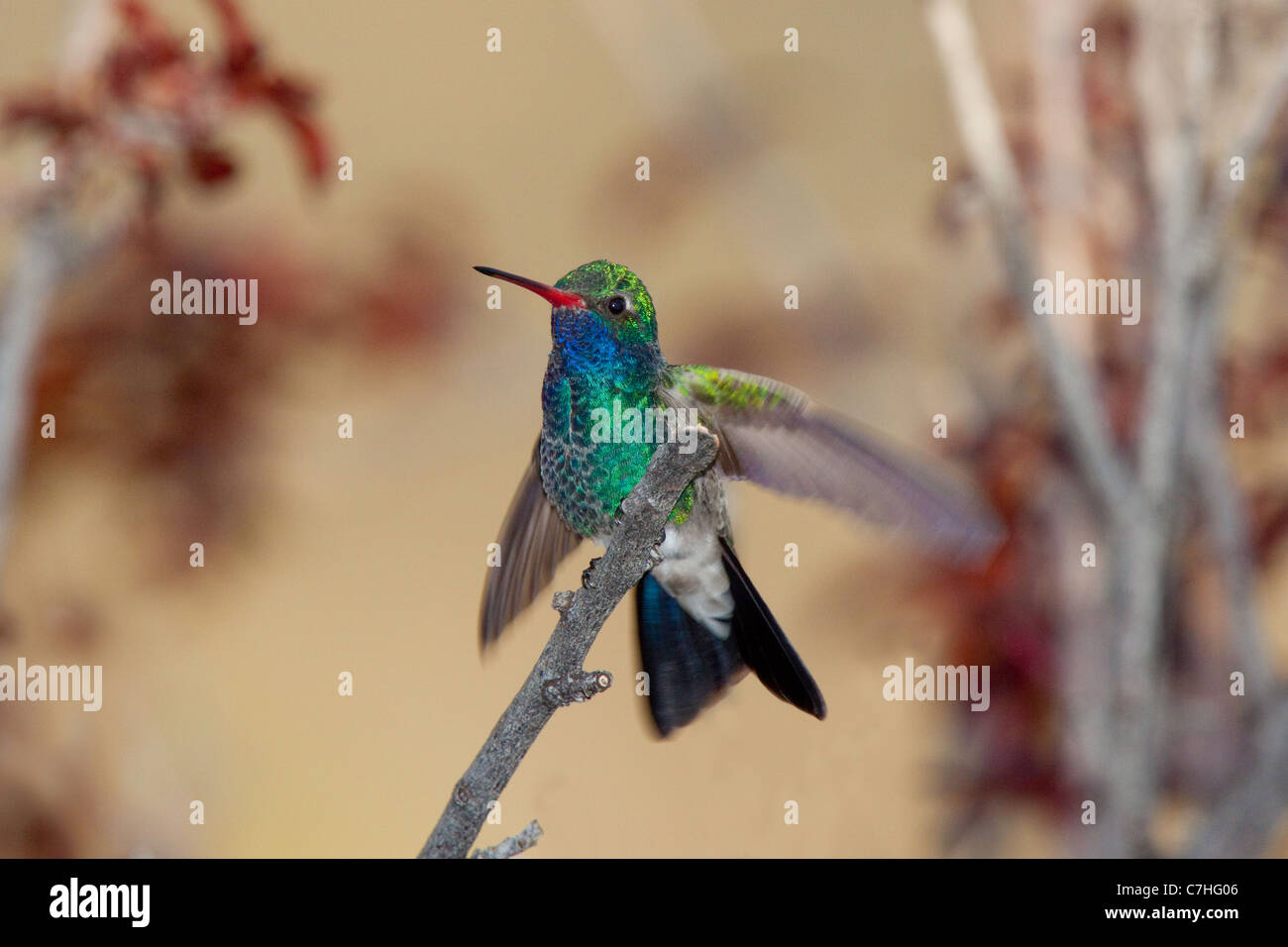 Broad-billed Hummingbird Cynanthus latirostris Tucson, Pima County ...
