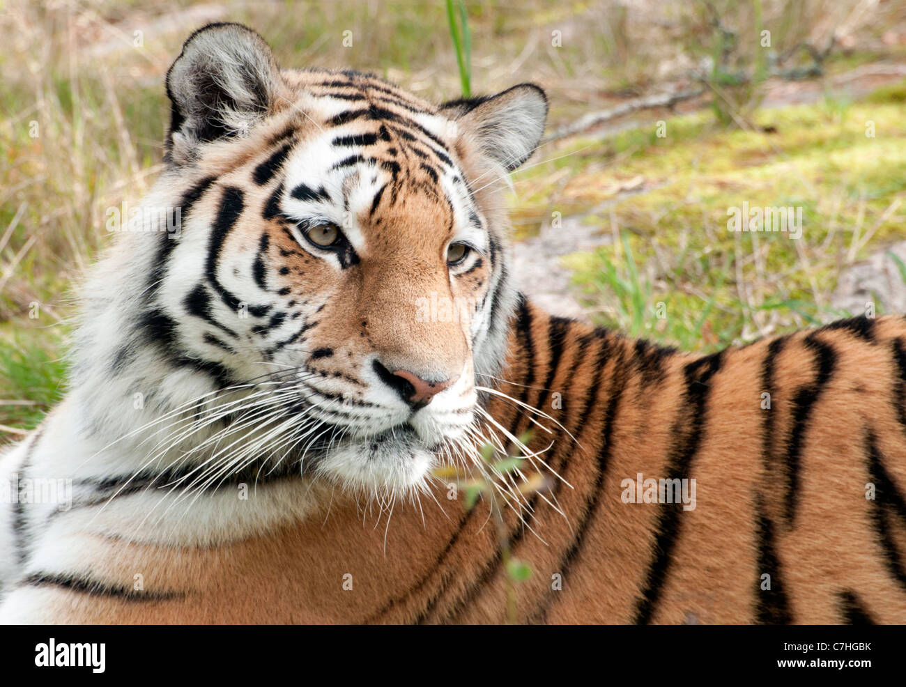 Female amur tiger hi-res stock photography and images - Alamy