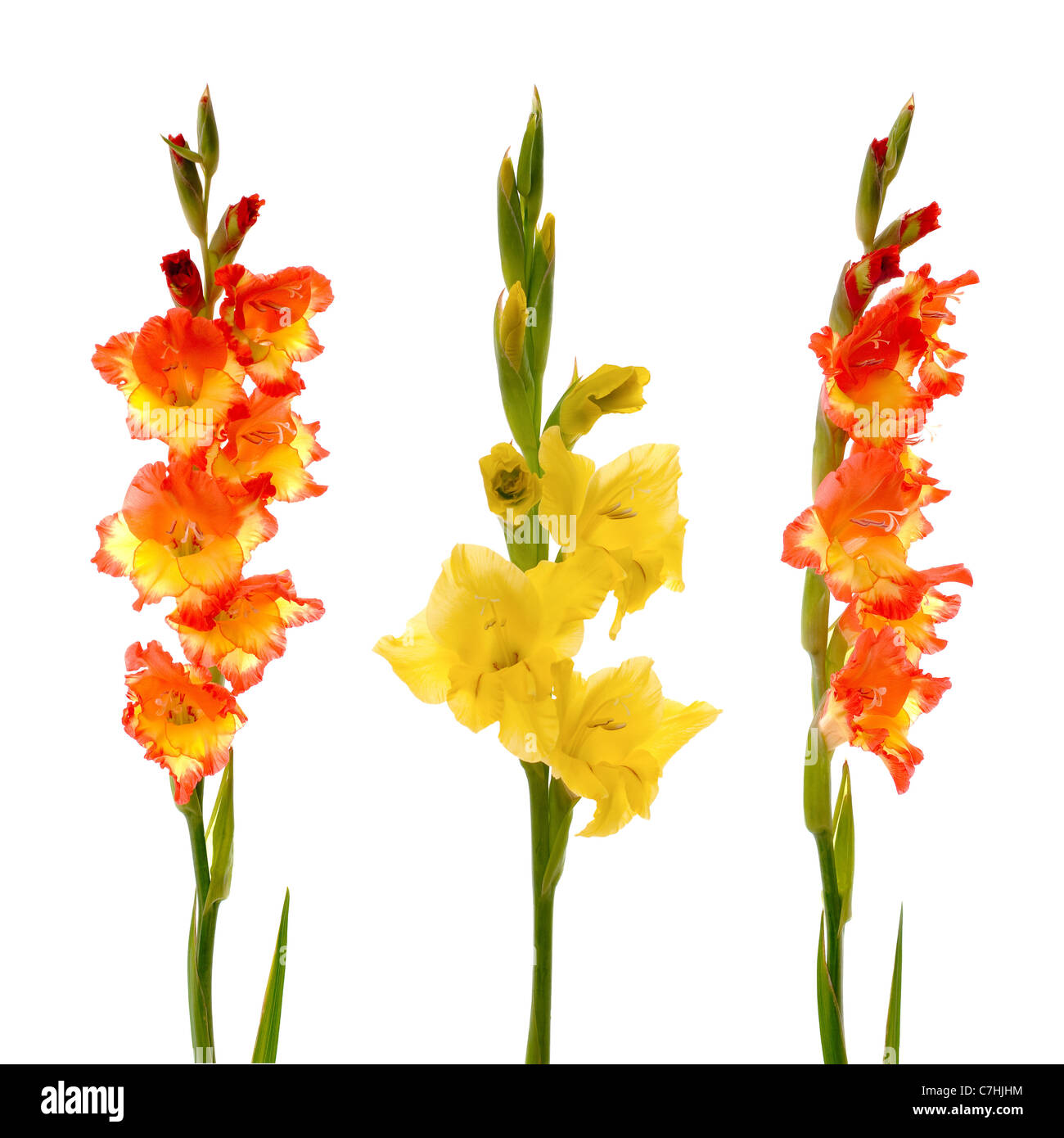 Red and yellow beautiful gladiolus isolated on white background Stock ...