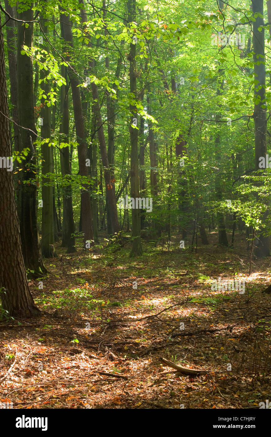 Old mixed forest hi-res stock photography and images - Alamy