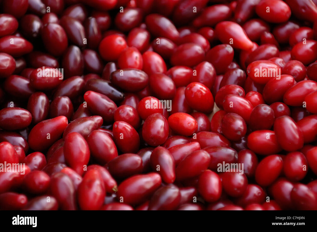 Cornelian Cherry - European Cornel fruits - Cornus mas species of ...