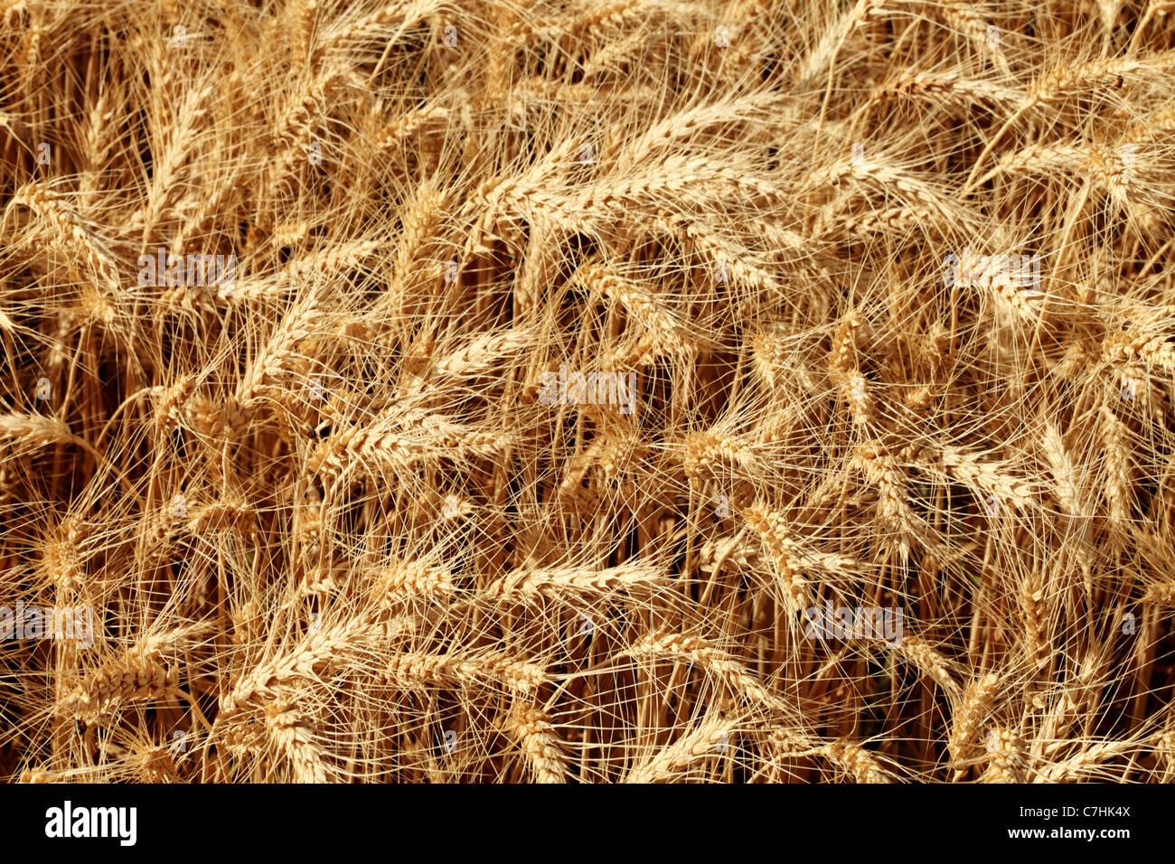 Wheat farming hi-res stock photography and images - Alamy