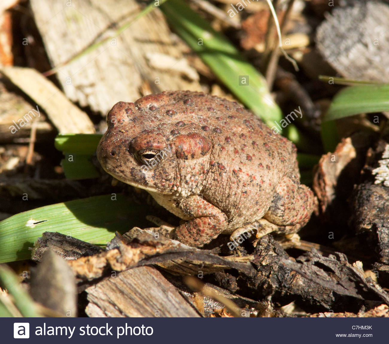 Juvenile Toad High Resolution Stock Photography and Images - Alamy