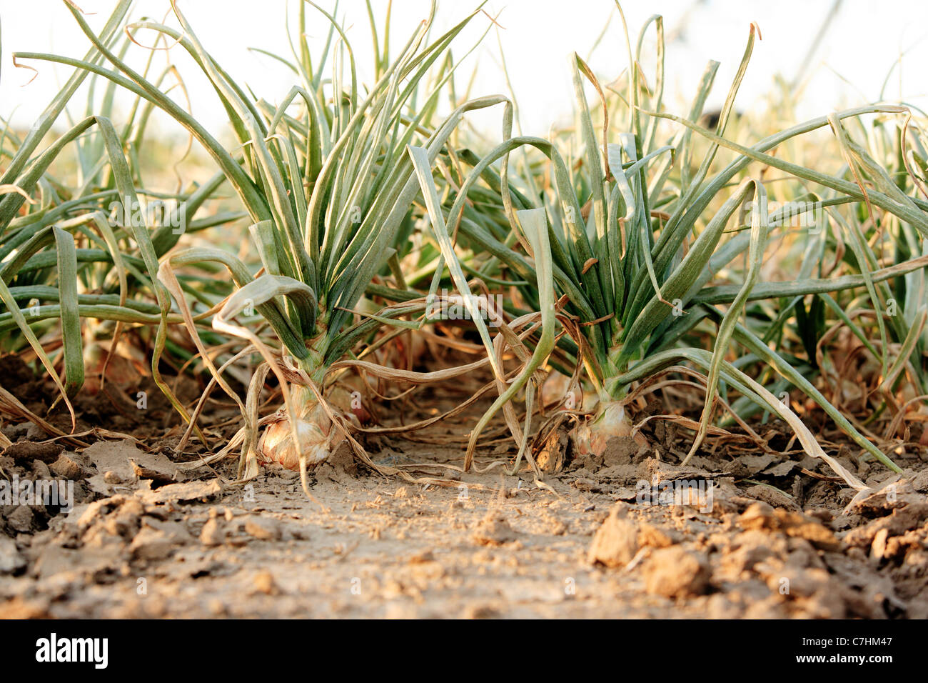 Onions growing in the field ready for harvest Stock Photo - Alamy