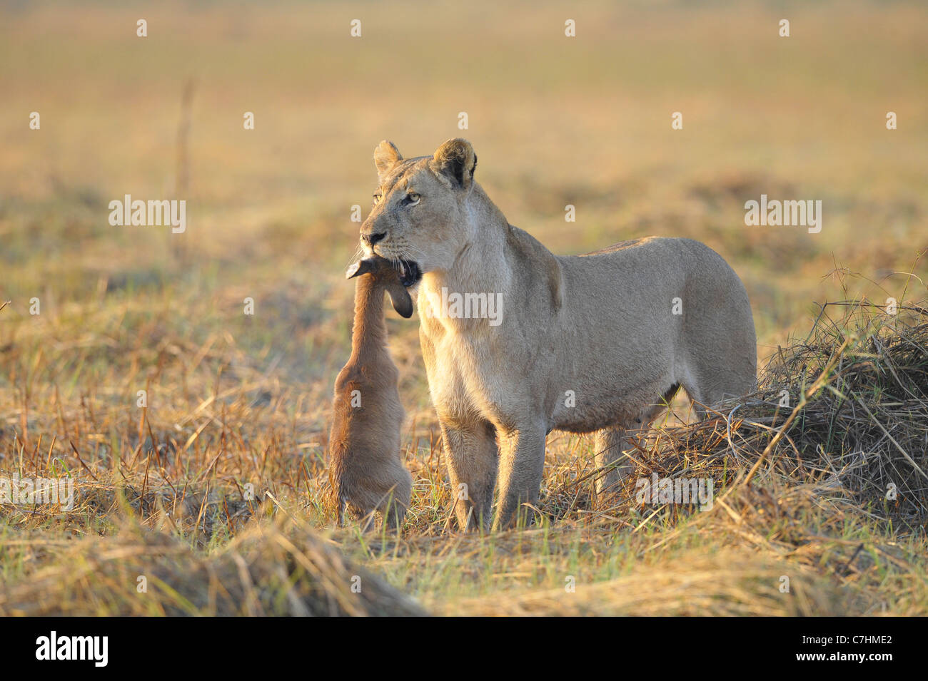 A lioness with new-born antelope prey. The lioness goes on savanna and ...
