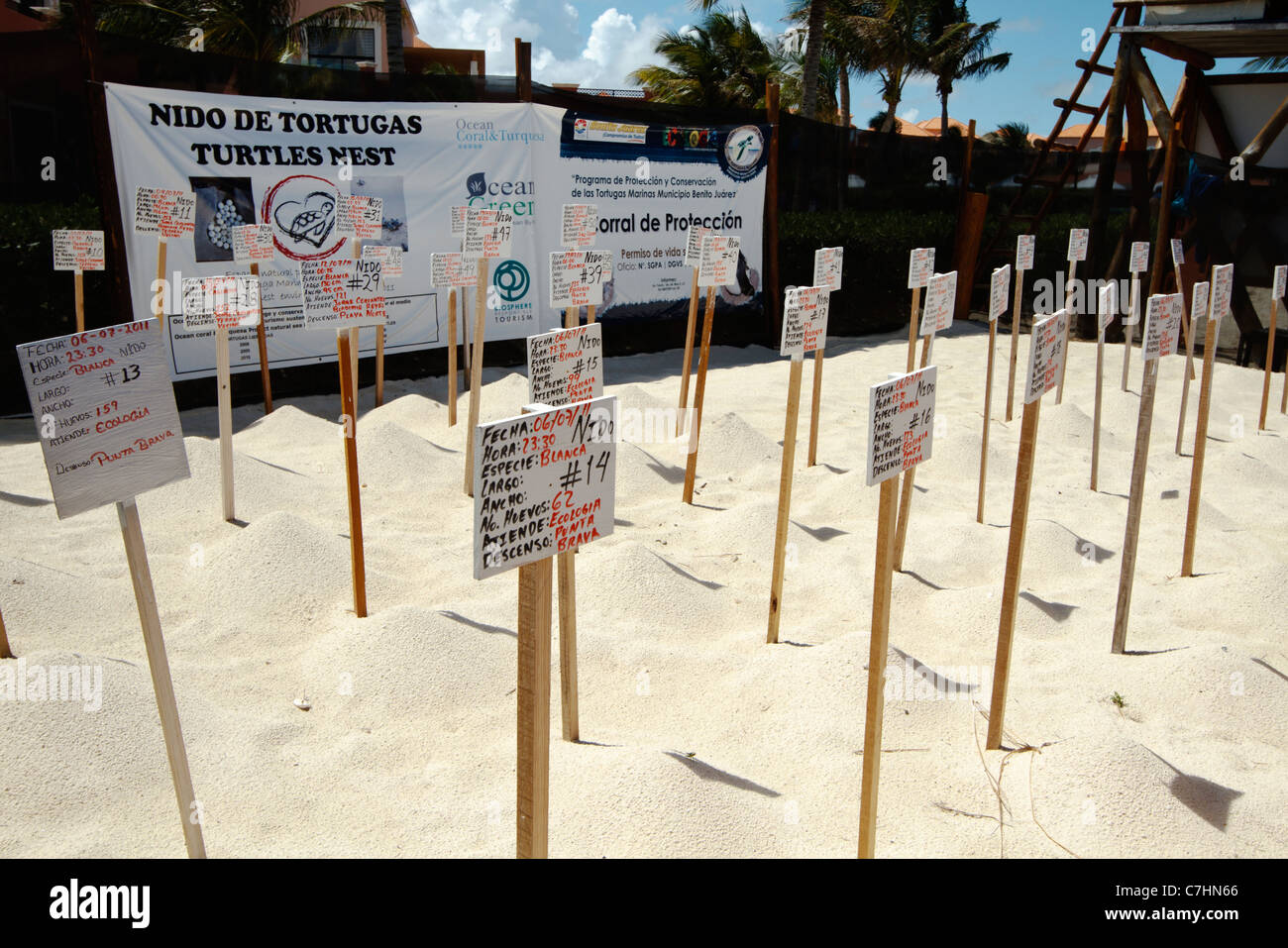 Protected sea turtle nest hi-res stock photography and images - Alamy